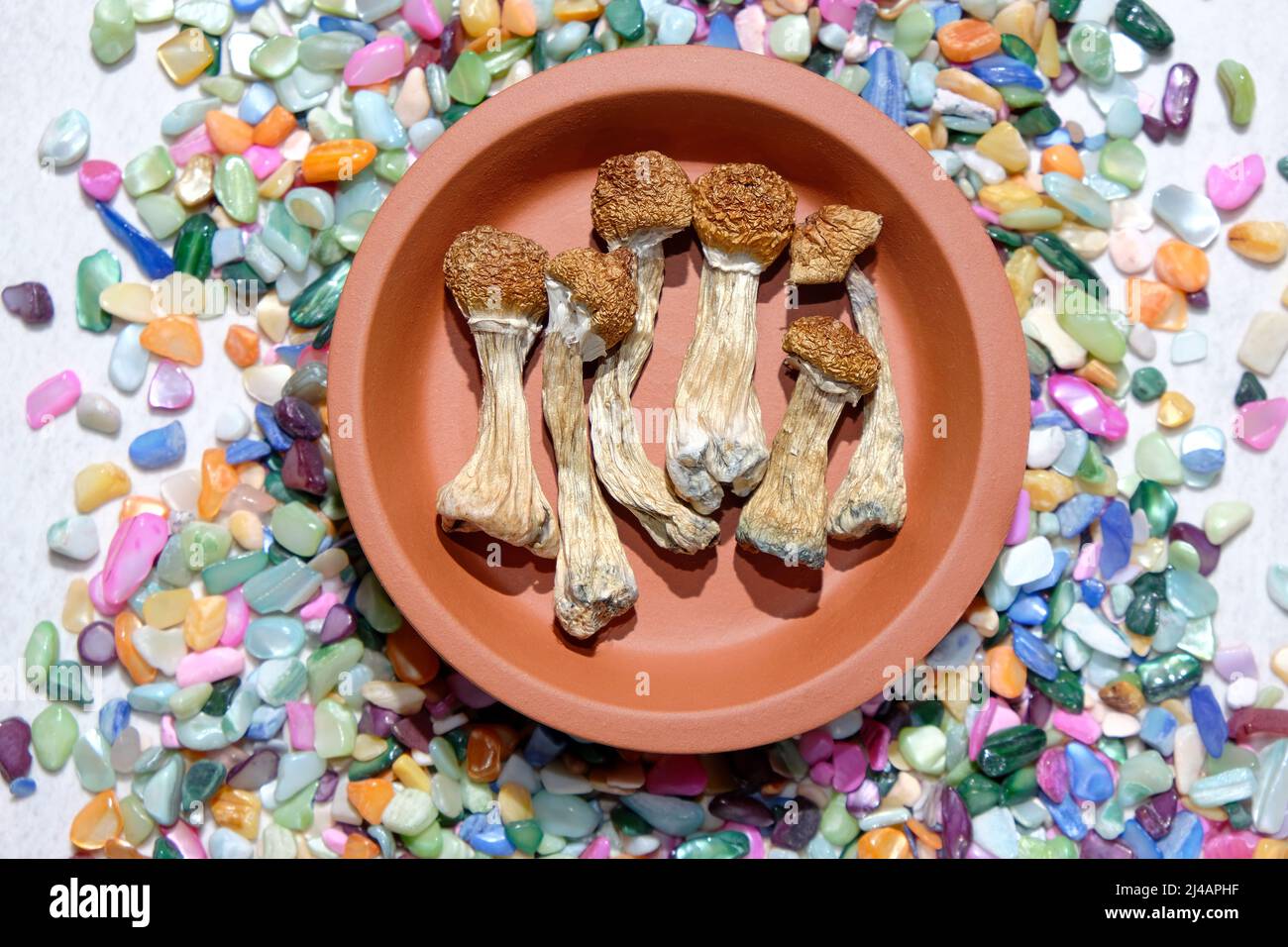 Psychedelic psilocybin mushrooms on white background, macro view, micro ...