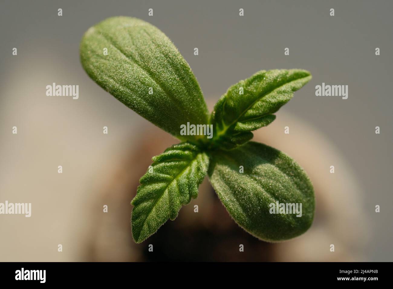 Cannabis sprout close up. Fresh young marijuana seedling. Growing plant ...