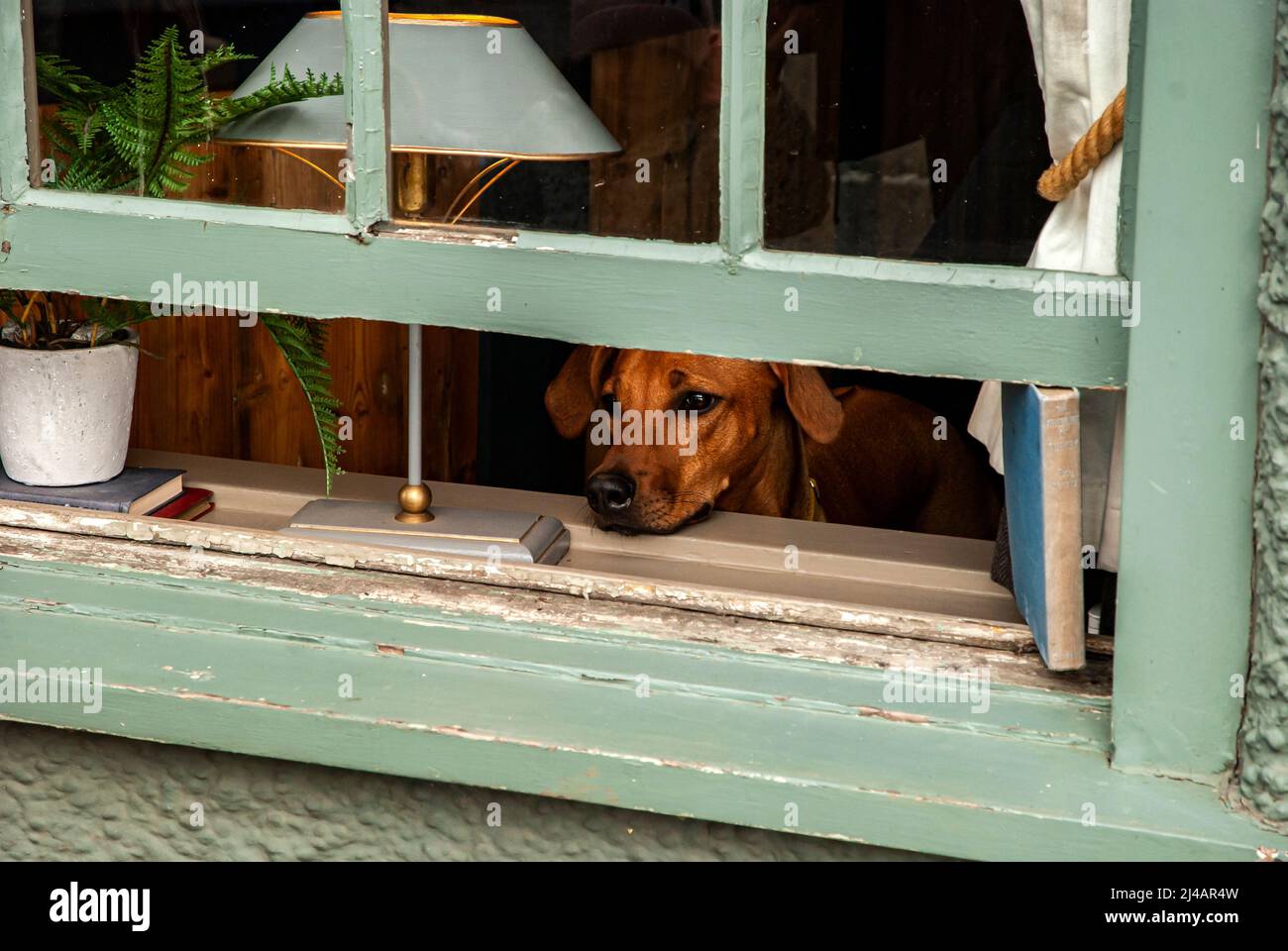 Charming dog looking out the window of old house Stock Photo - Alamy