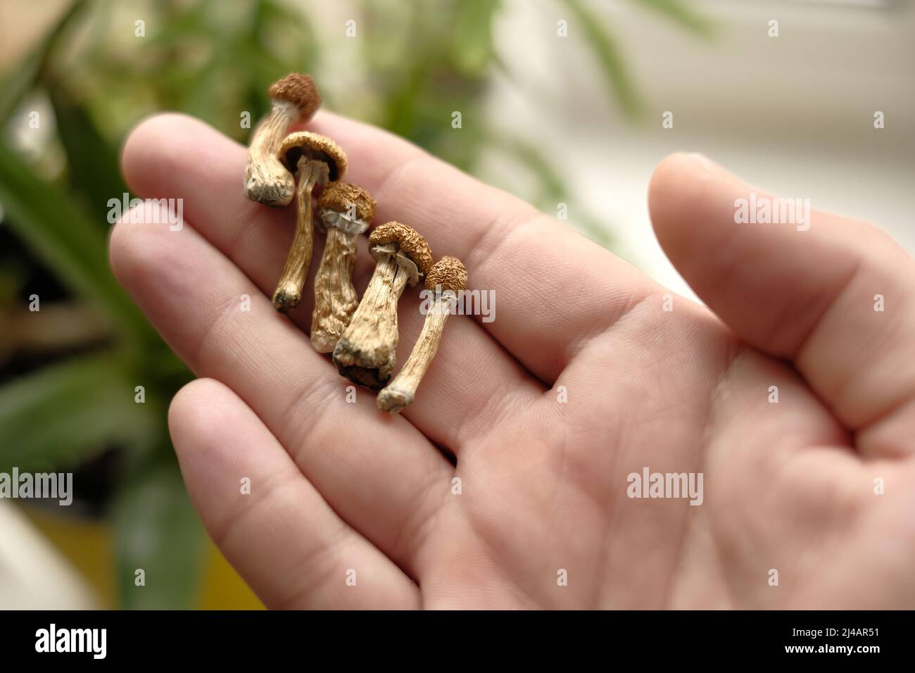 Psilocybin mushrooms in man's hand, macro view. Psychedelic magic trip ...