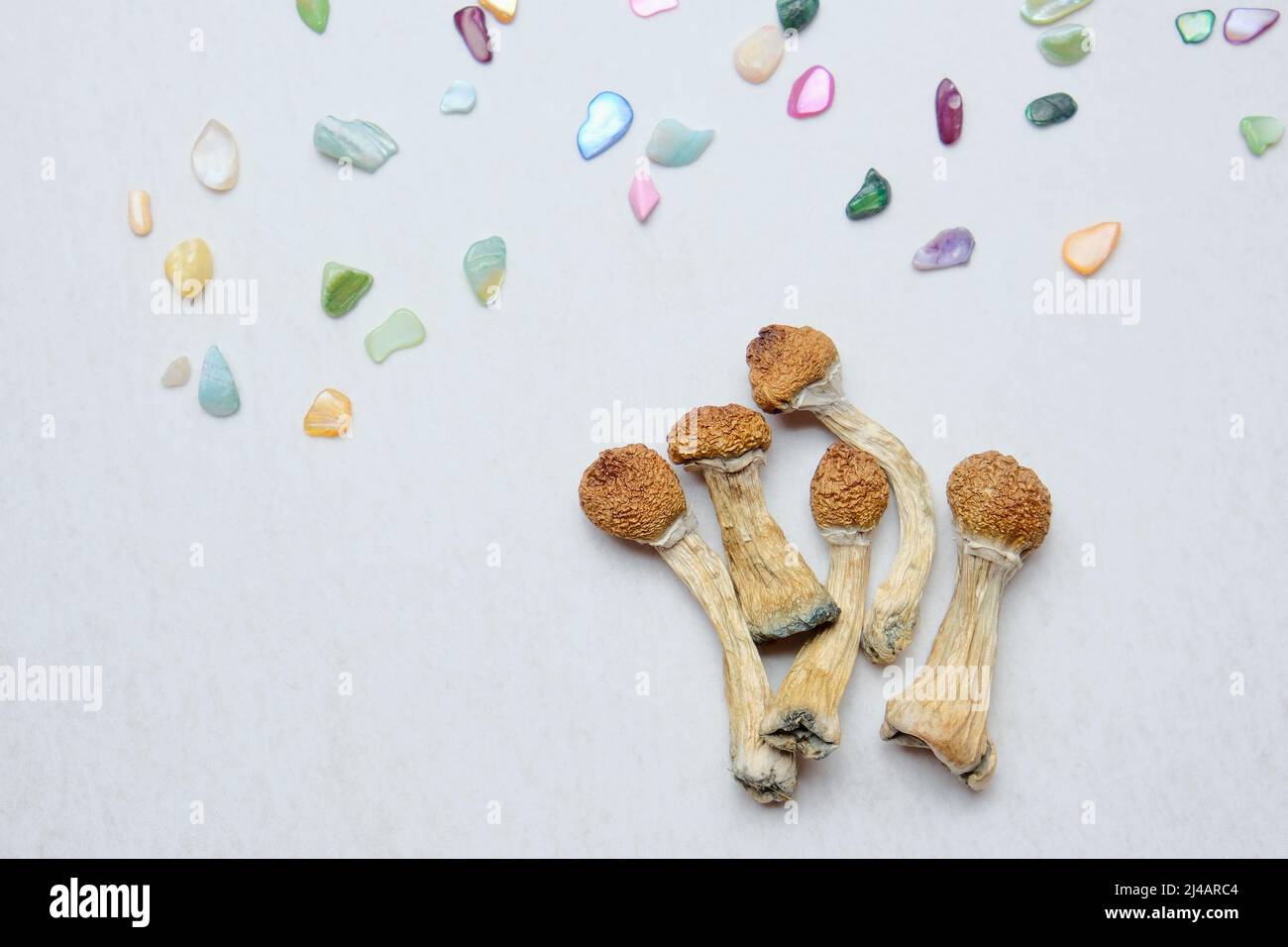 Psychedelic psilocybin mushrooms on white background, micro-dosing ...