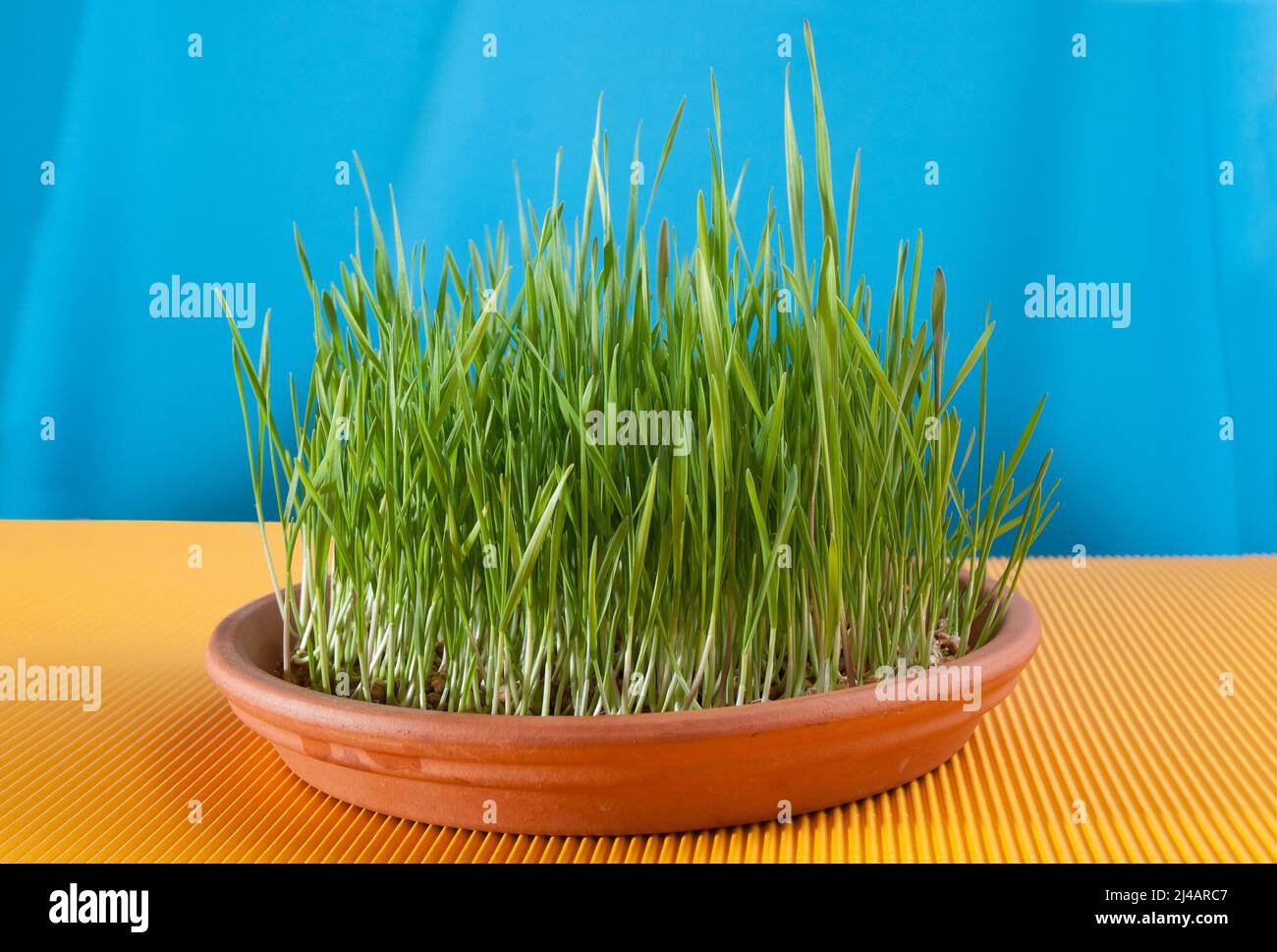 Germinating wheat is a natural elixir of health. Vegan and healthy ...