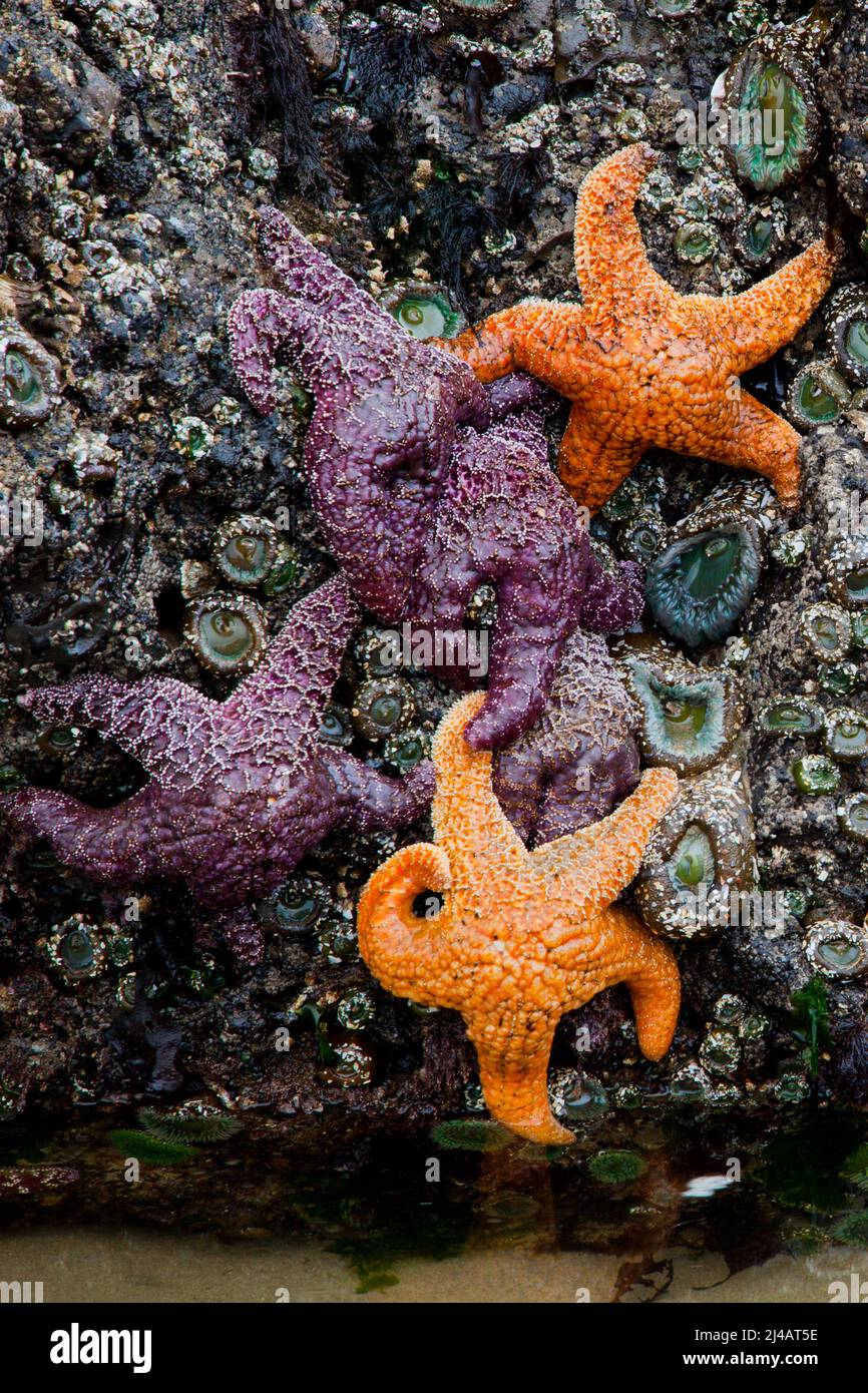 Sea stars or starfish on a rock exposed by the low tide in Oregon, USA ...