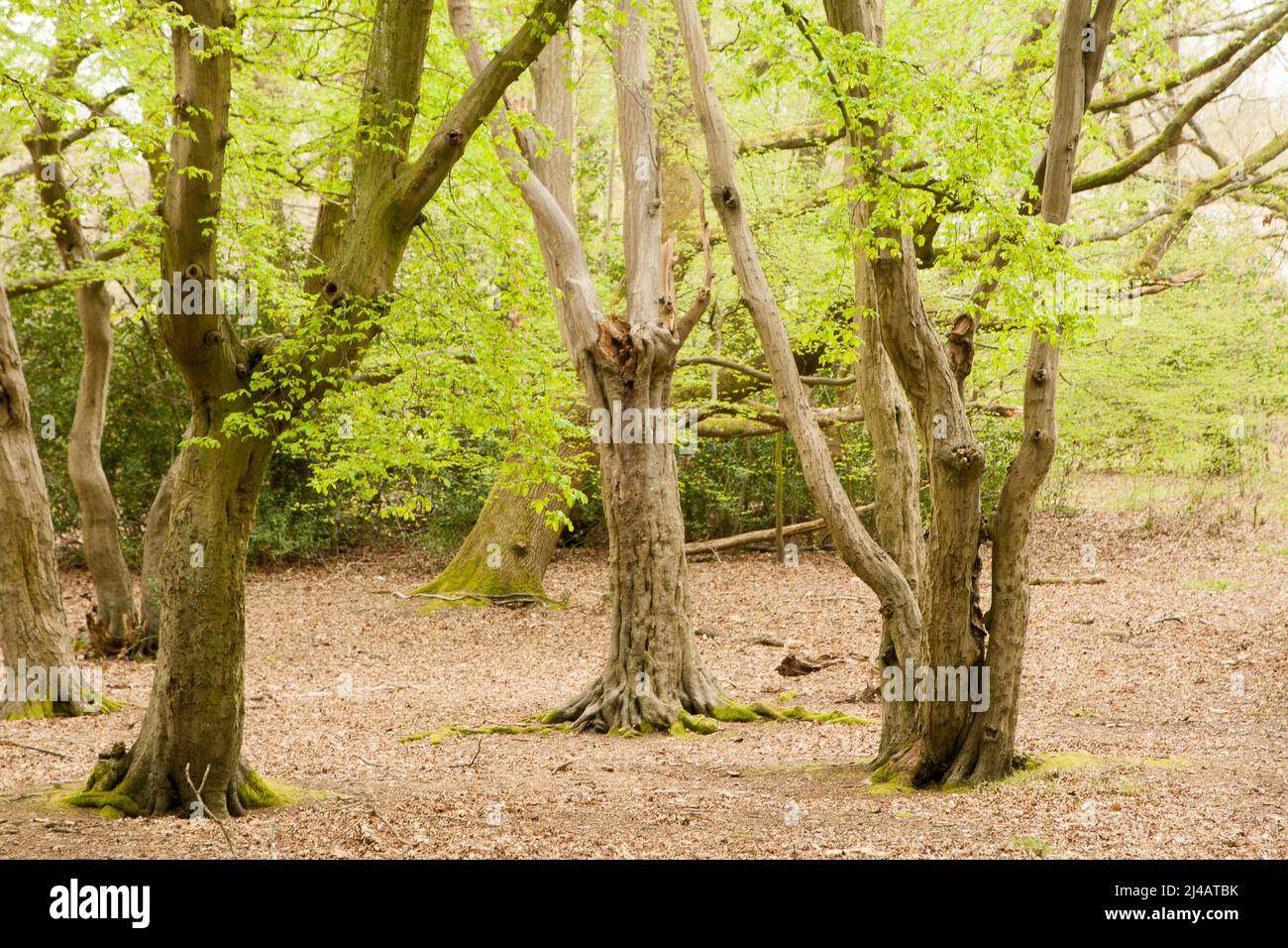 High Beach, Epping Forest Essex, England UK Europe Stock Photo - Alamy