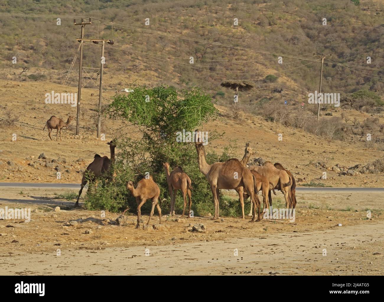 Arabian Camel (Camelus dromedarius) group feeding on single green tree ...