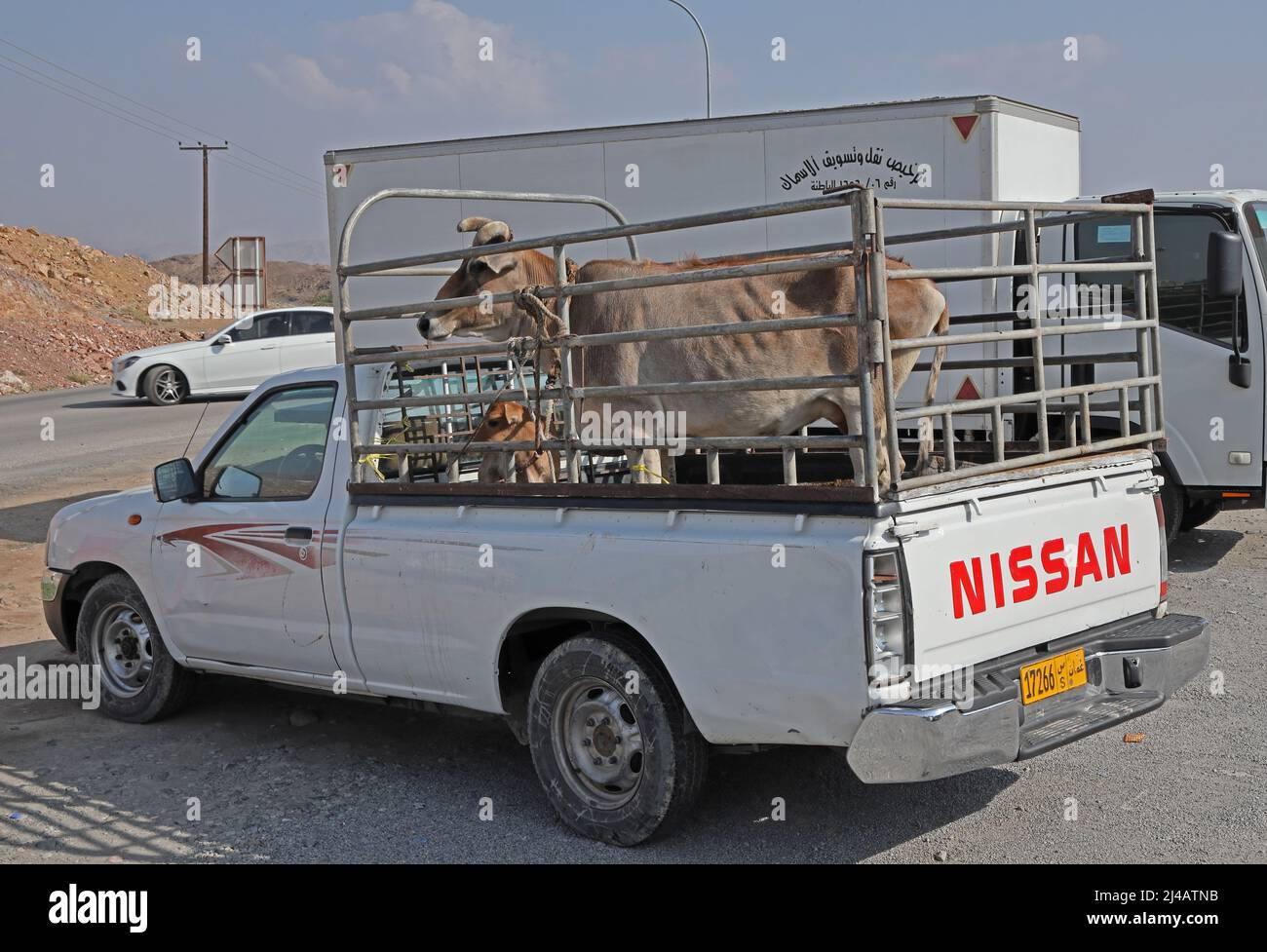 cow and calf in back of pick-up truck Oman December Stock Photo - Alamy