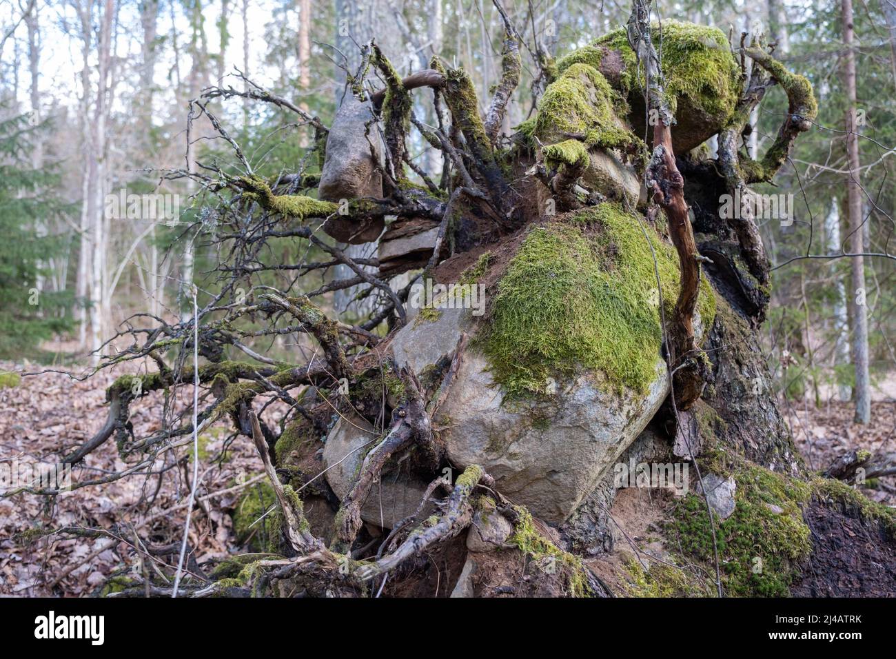 The roots of an old oak tree growing over and around the rocks and ... The roots of an old oak tree growing over and around the rocks and ...