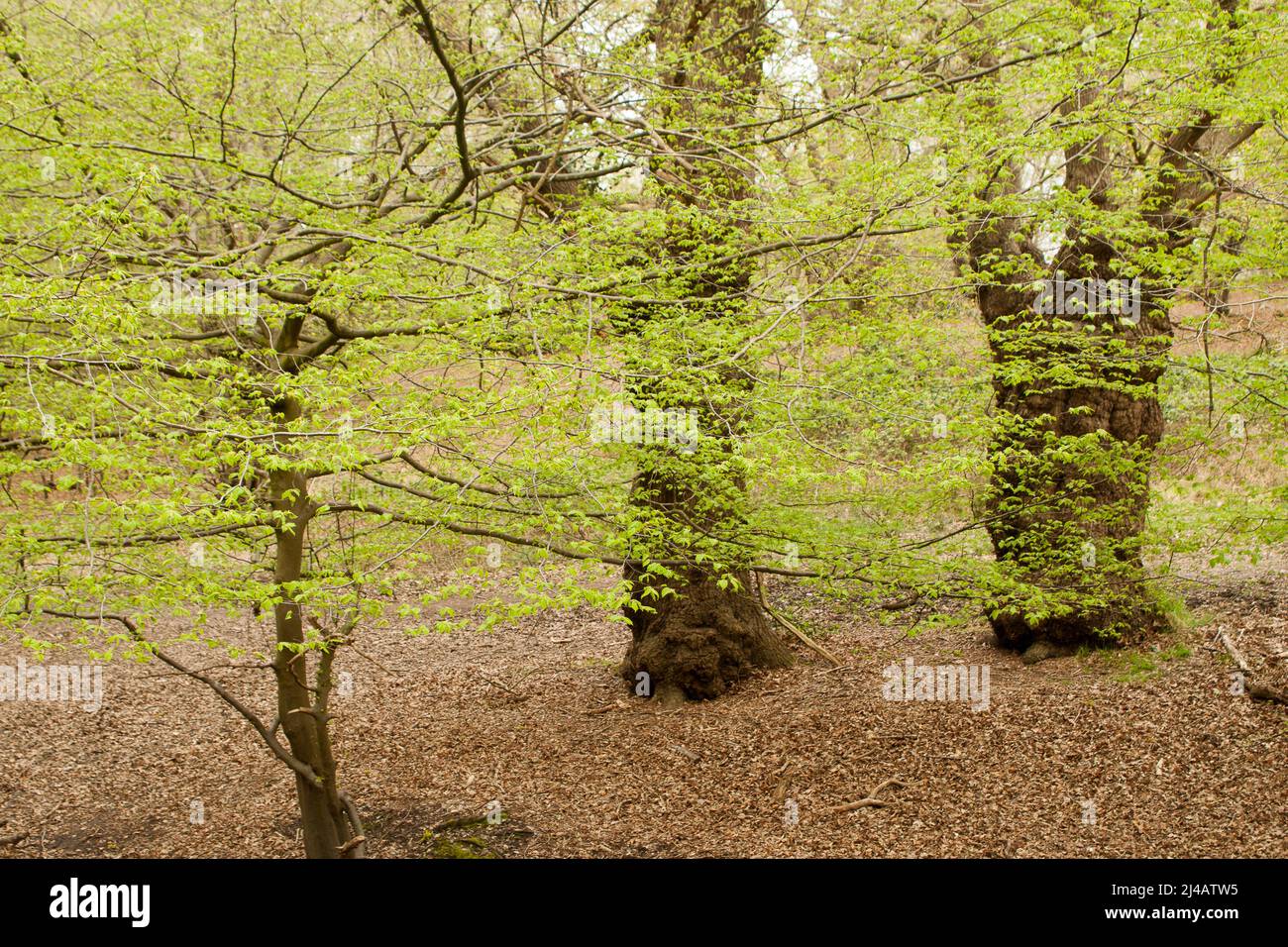 High Beach, Epping Forest Essex, England UK Europe Stock Photo - Alamy