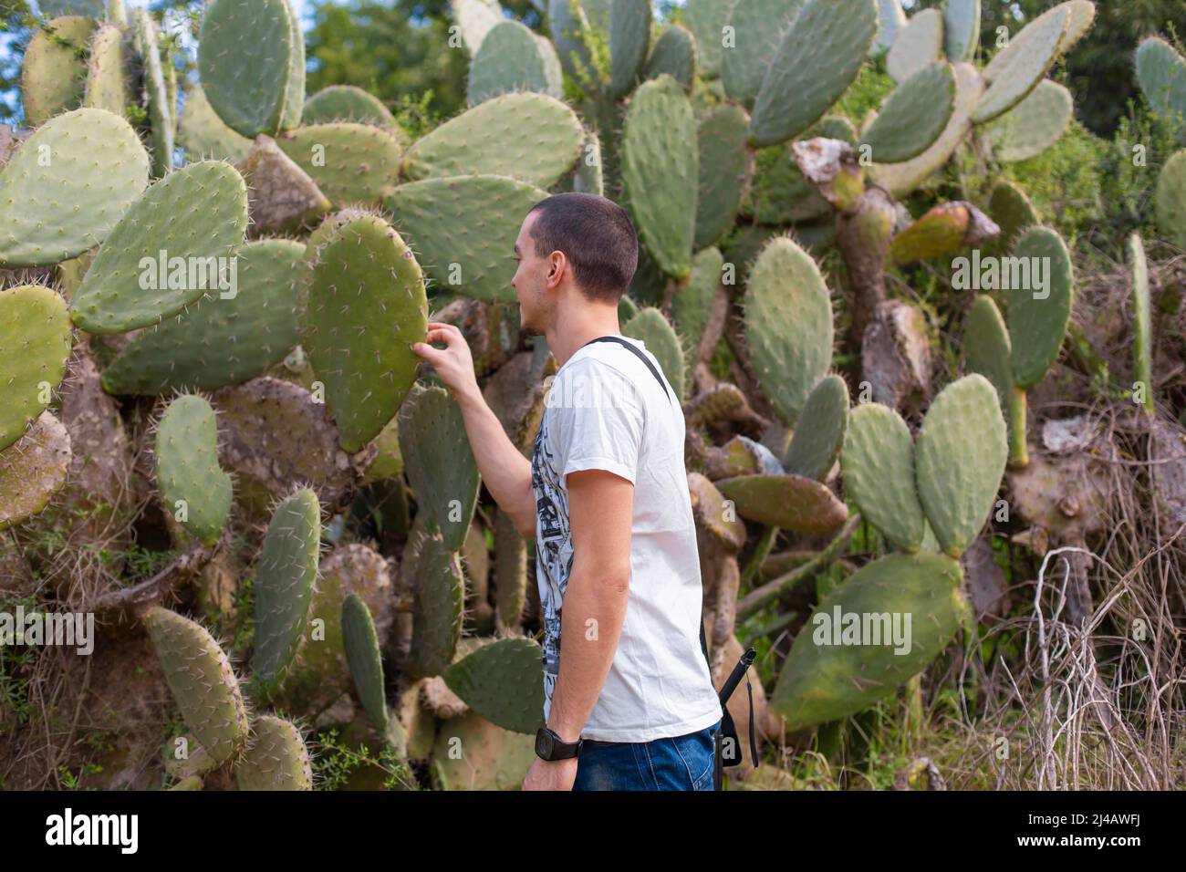 The guy touches the thorns of a cactus in a cactus grove Stock Photo ...