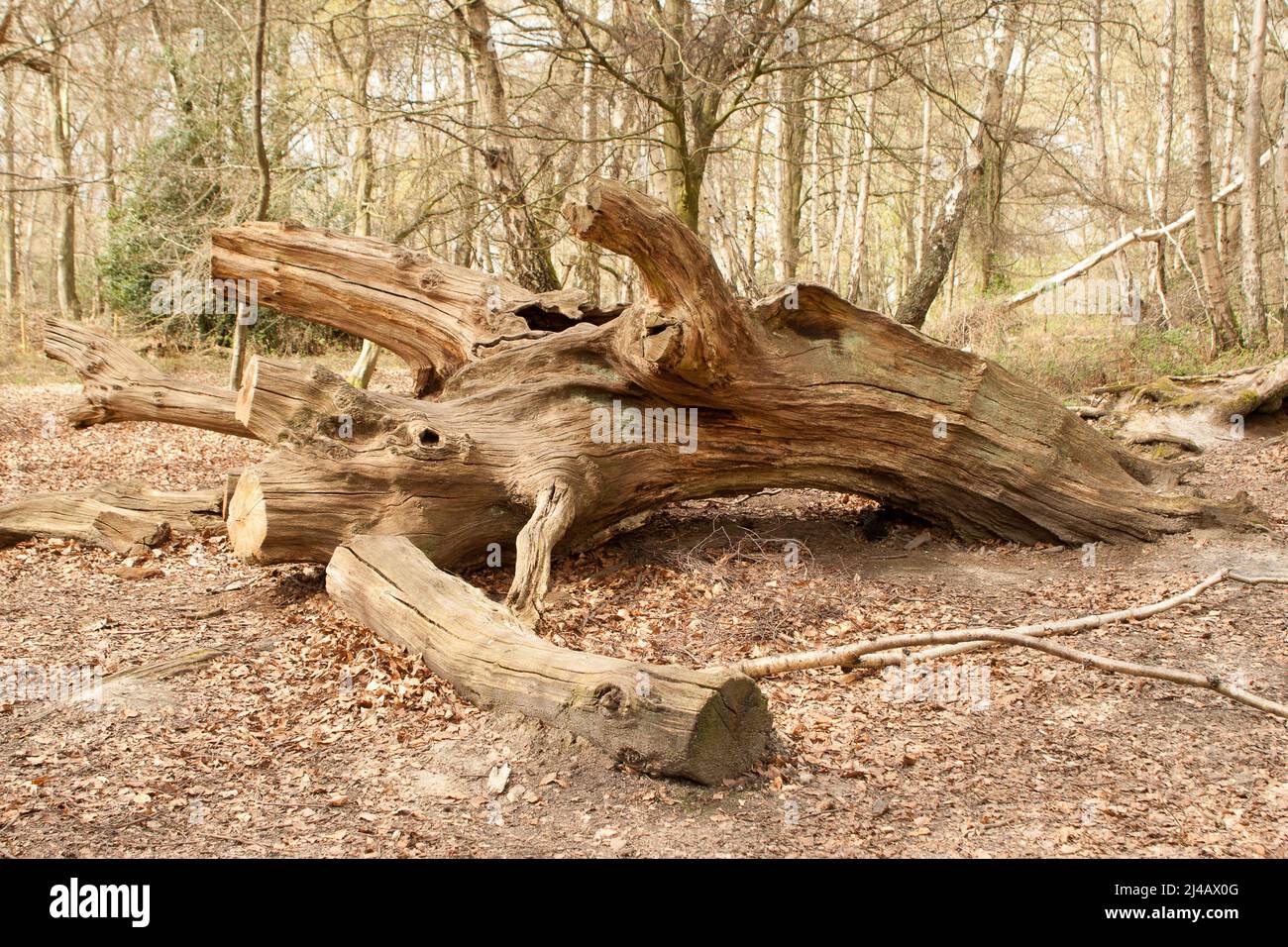 High beach epping hi-res stock photography and images - Alamy