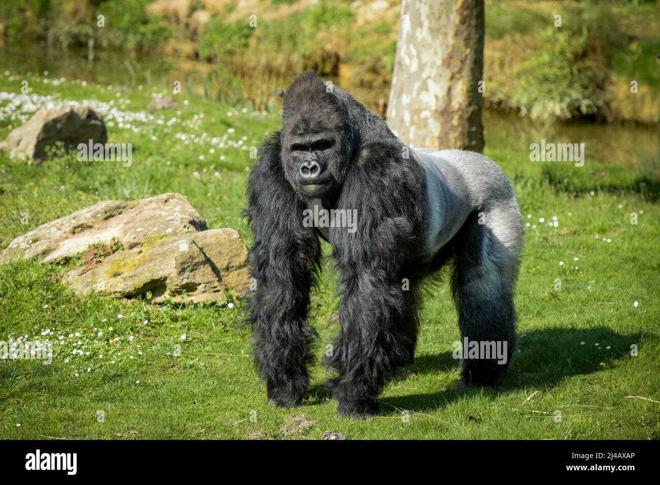 Beauval zoo gorilla hi-res stock photography and images - Alamy