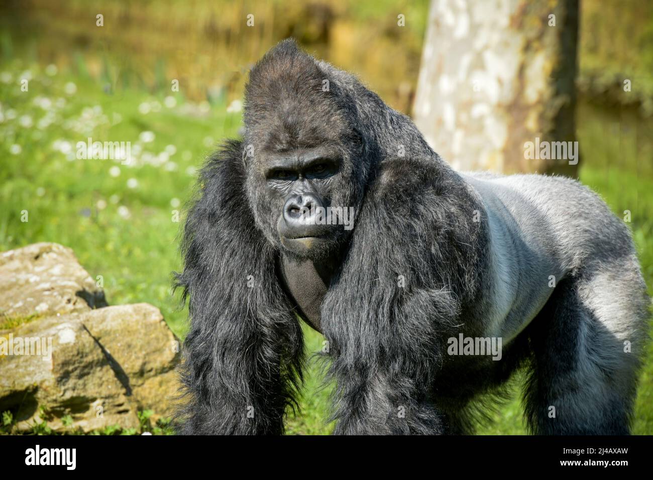 Beauval zoo gorilla hi-res stock photography and images - Alamy
