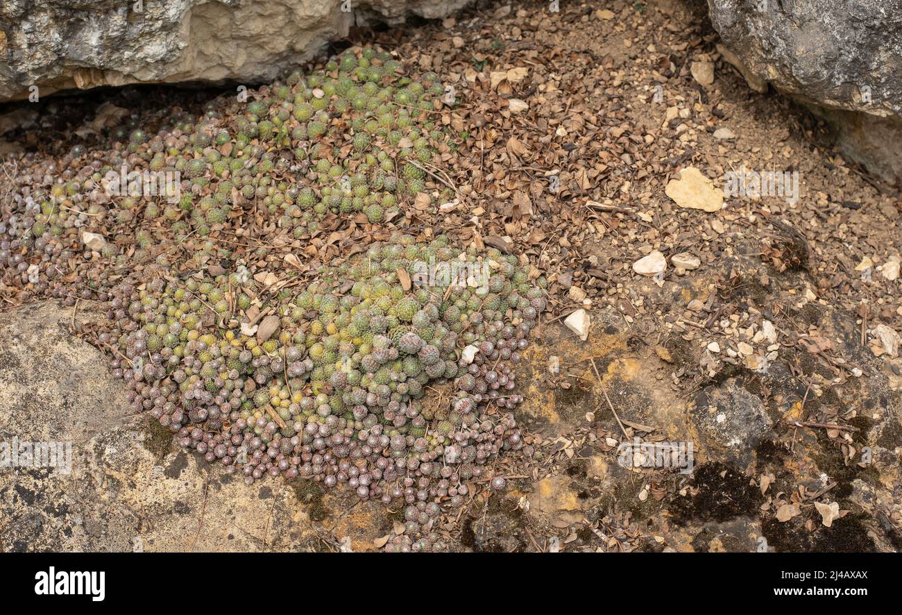 a detail in a rock garden with succulent plants growing between ...