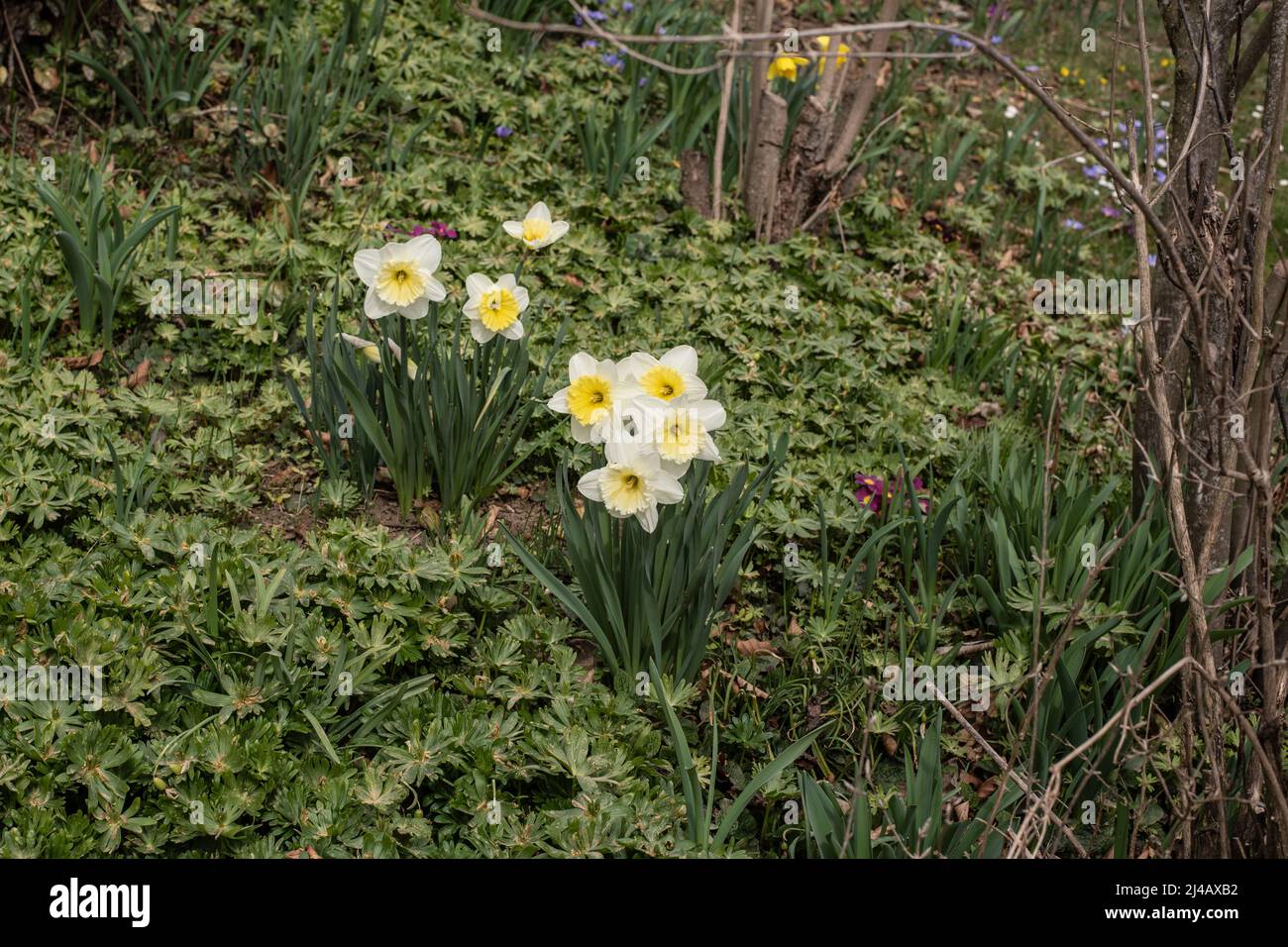 white daffodils with pale yellow corona flowers growing in a garden in ...