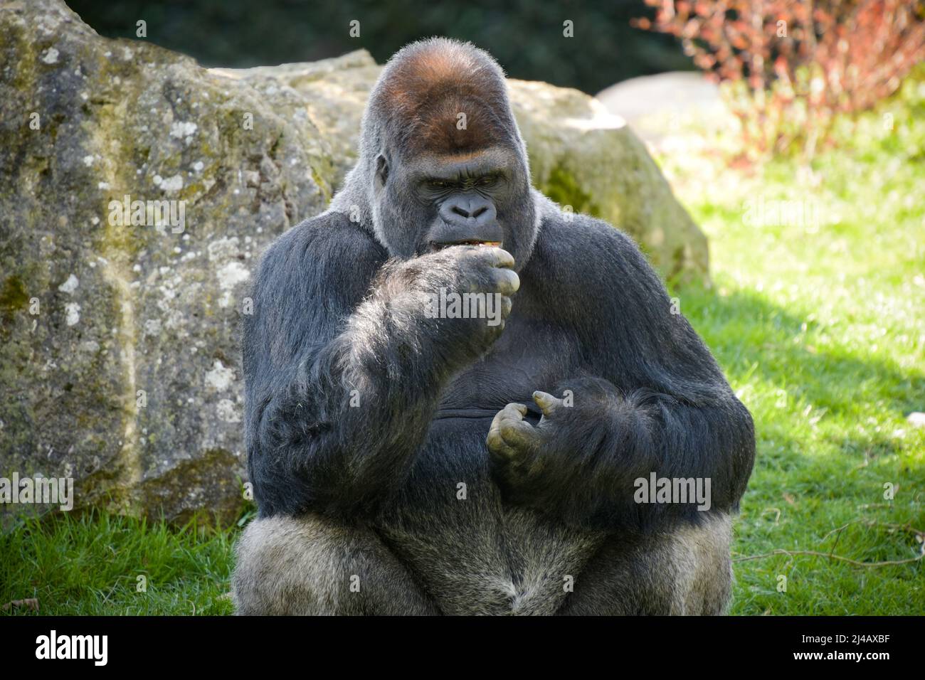 Beauval zoo gorilla hi-res stock photography and images - Alamy