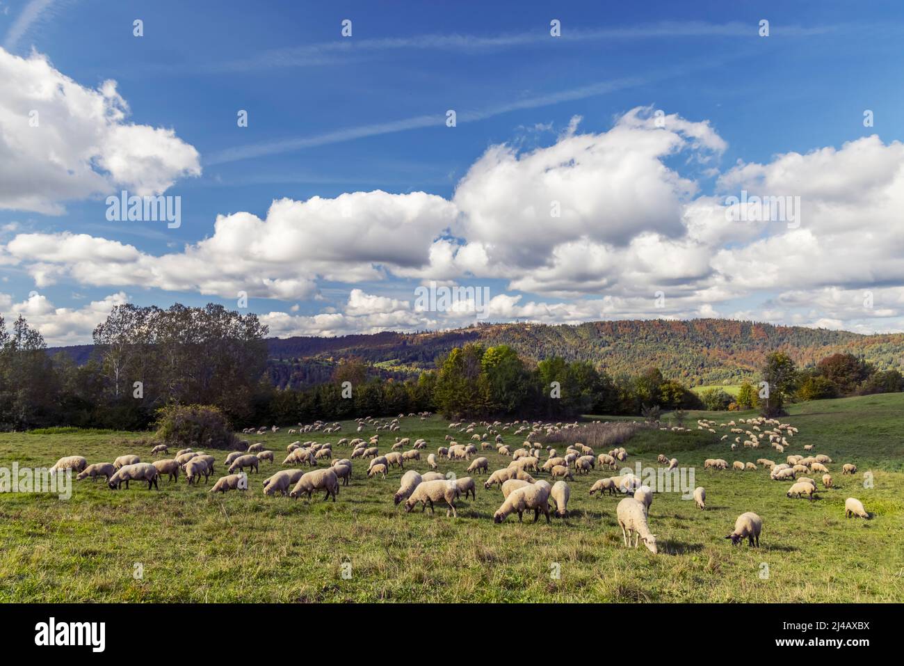 Sheep herd near Terchova, Mala Fatra, Slovakia Stock Photo - Alamy