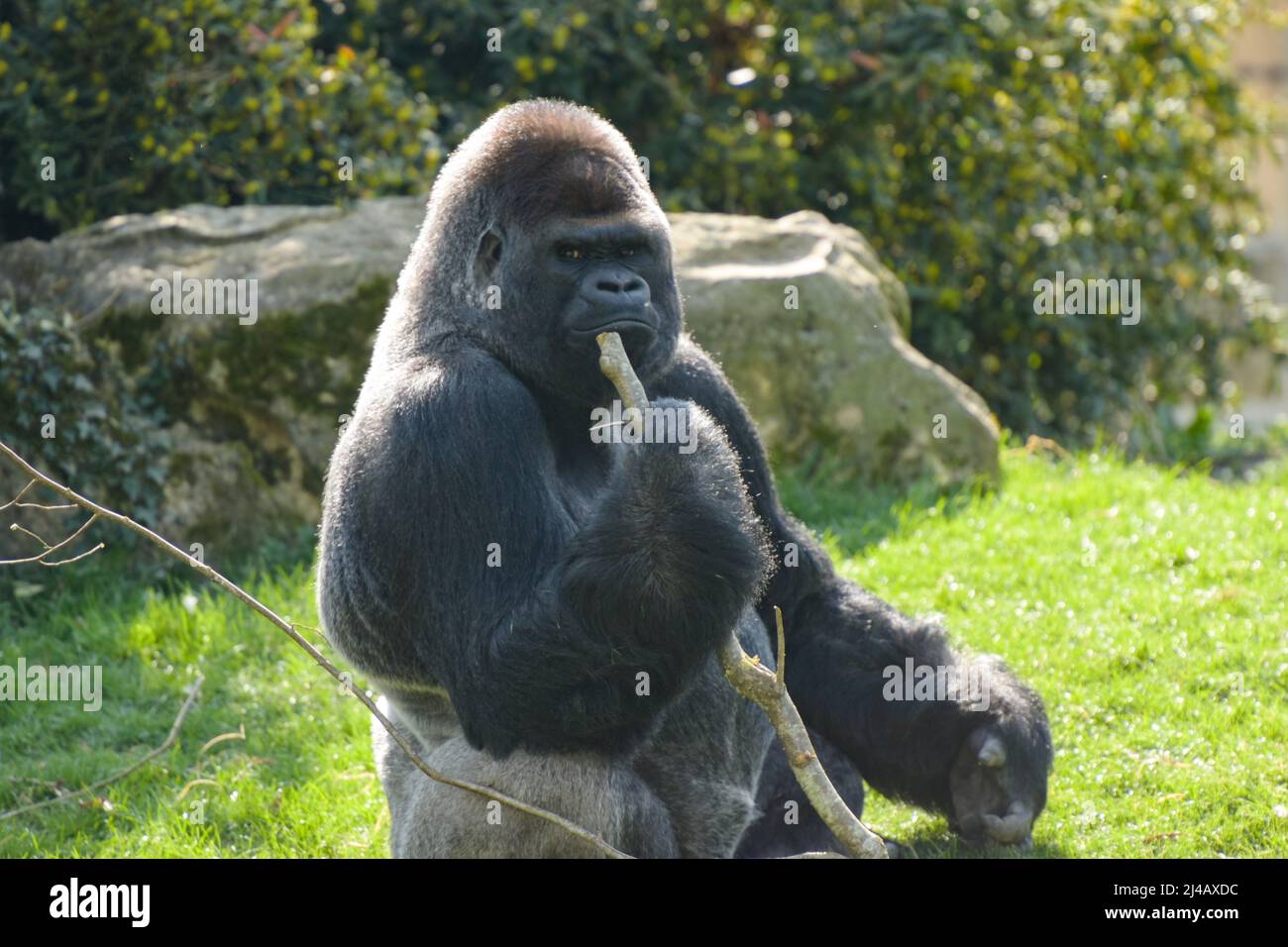 Gorilla biodiversity hi-res stock photography and images - Alamy