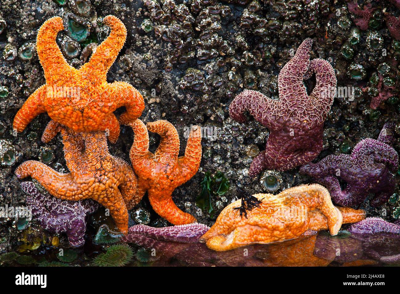 Sea stars or starfish on a rock exposed by the low tide in Oregon, USA ...