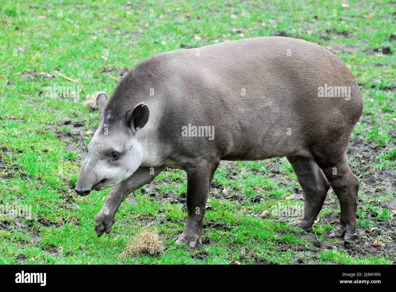 South American tapir, Brazilian tapir, lowland tapir, Flachlandtapir ...