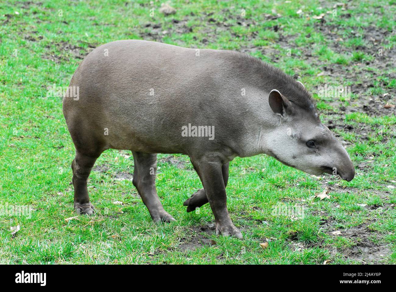 South American tapir, Brazilian tapir, lowland tapir, Flachlandtapir, Tapir du Brésil, Tapirus ...