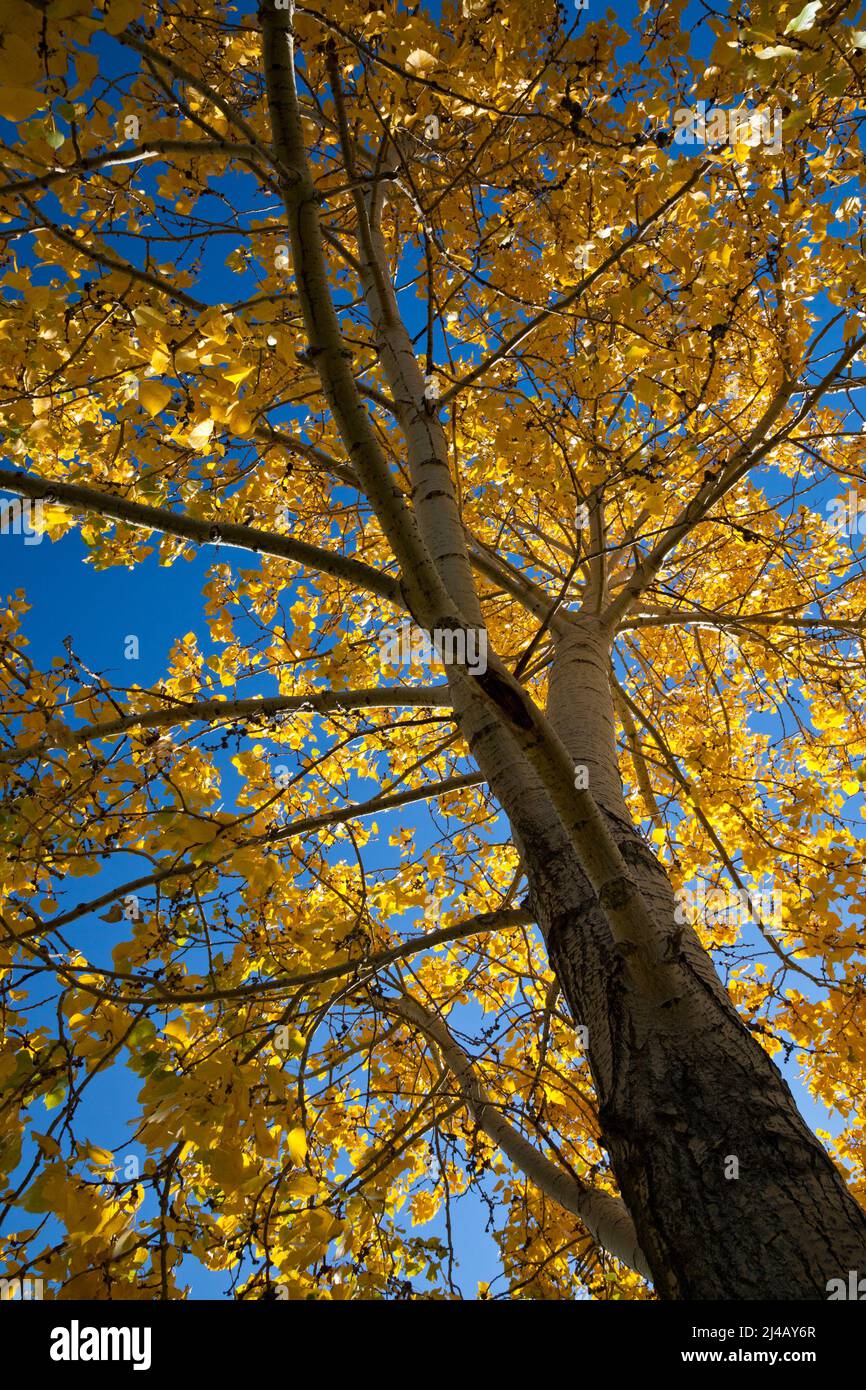 Yellow poplar tree hi-res stock photography and images - Alamy