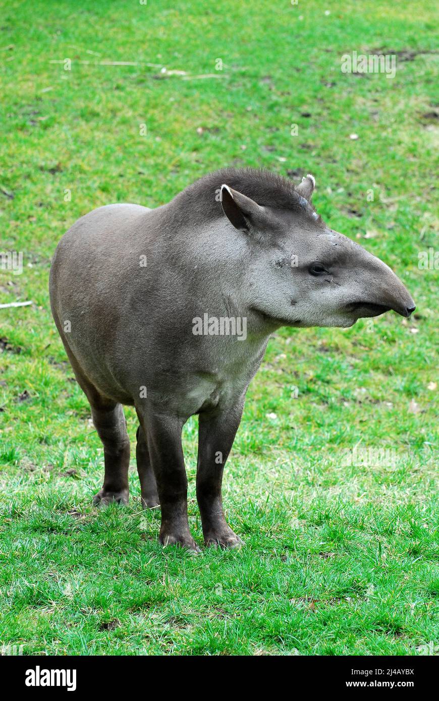 South American tapir, Brazilian tapir, lowland tapir, Flachlandtapir ...