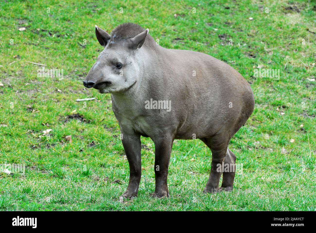 South American tapir, Brazilian tapir, lowland tapir, Flachlandtapir ...