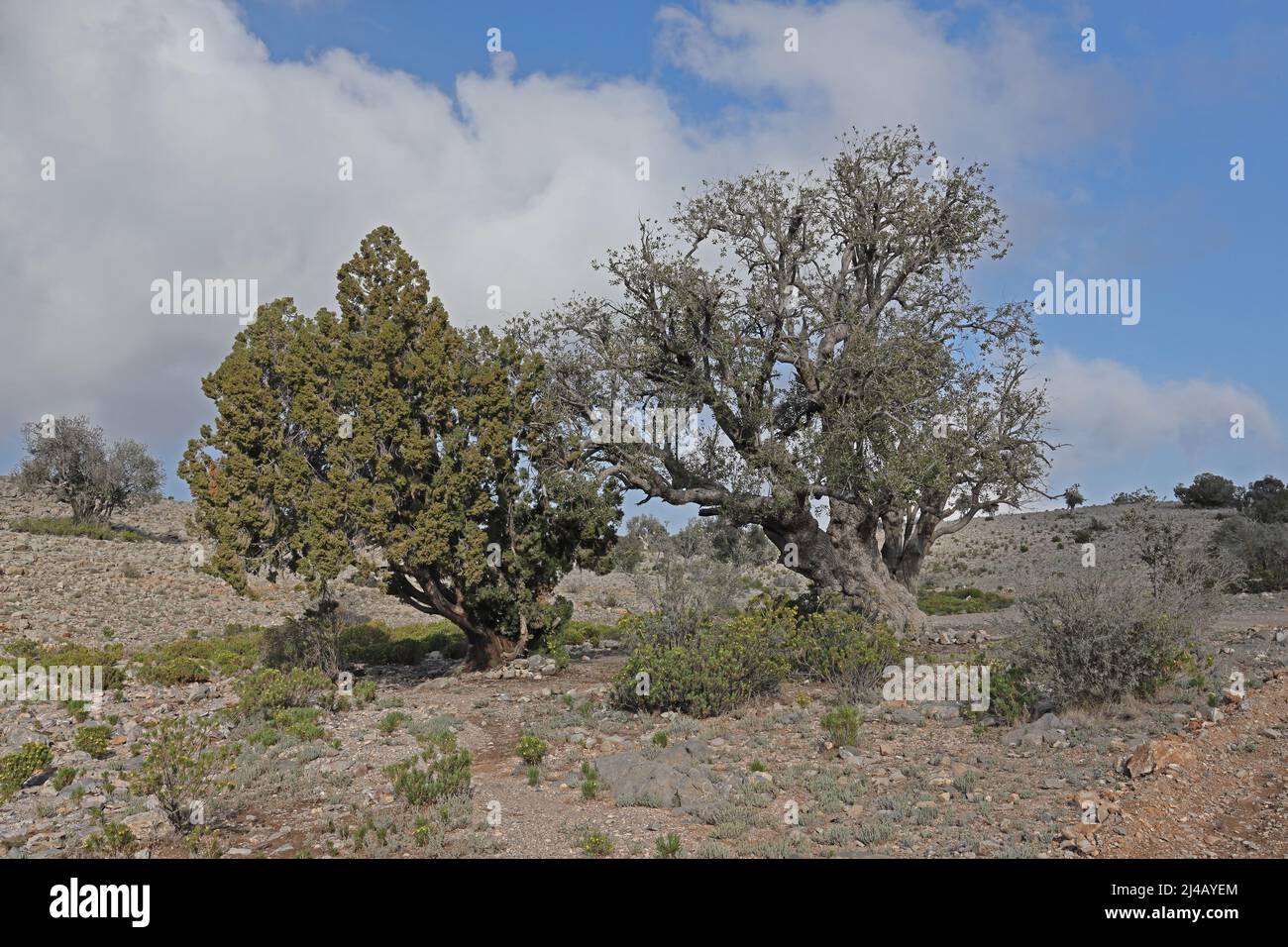 trees on rocky ground Oman December Stock Photo - Alamy