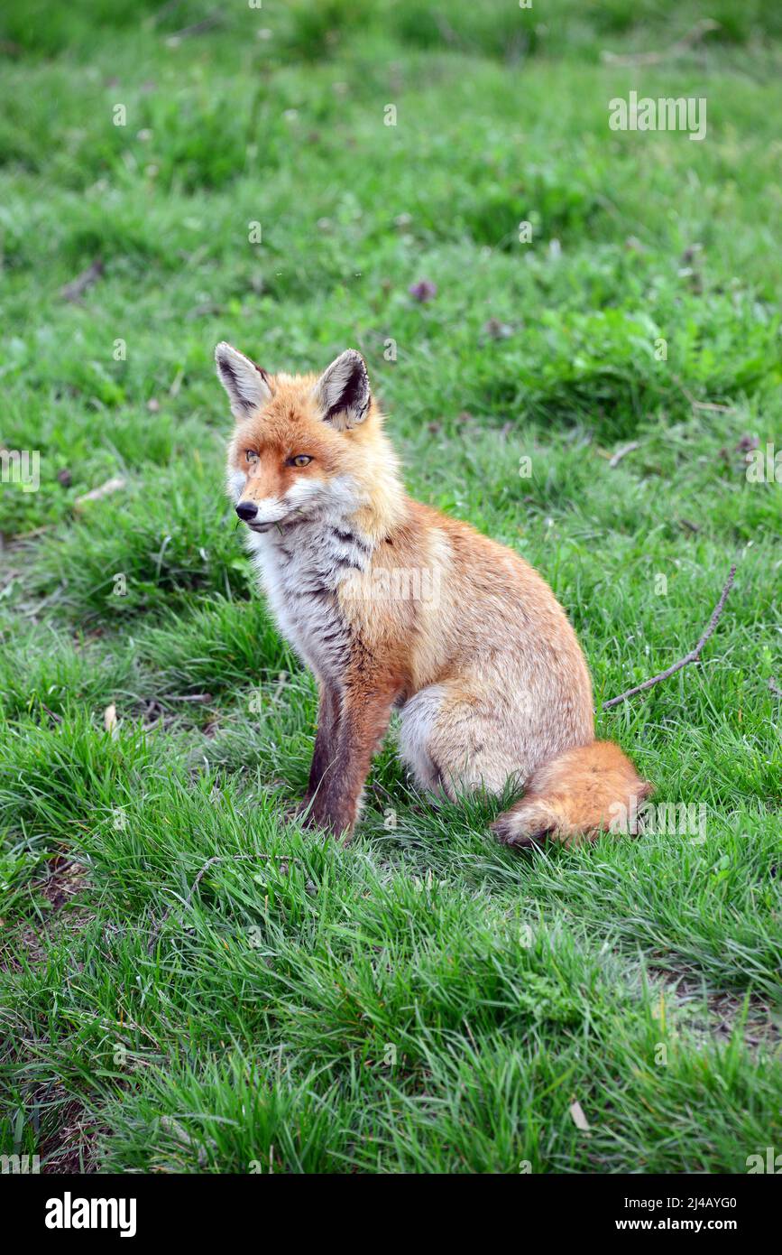 Red fox, Rotfuchs, Vulpes vulpes, vörös róka, Hungary, Magyarország ...