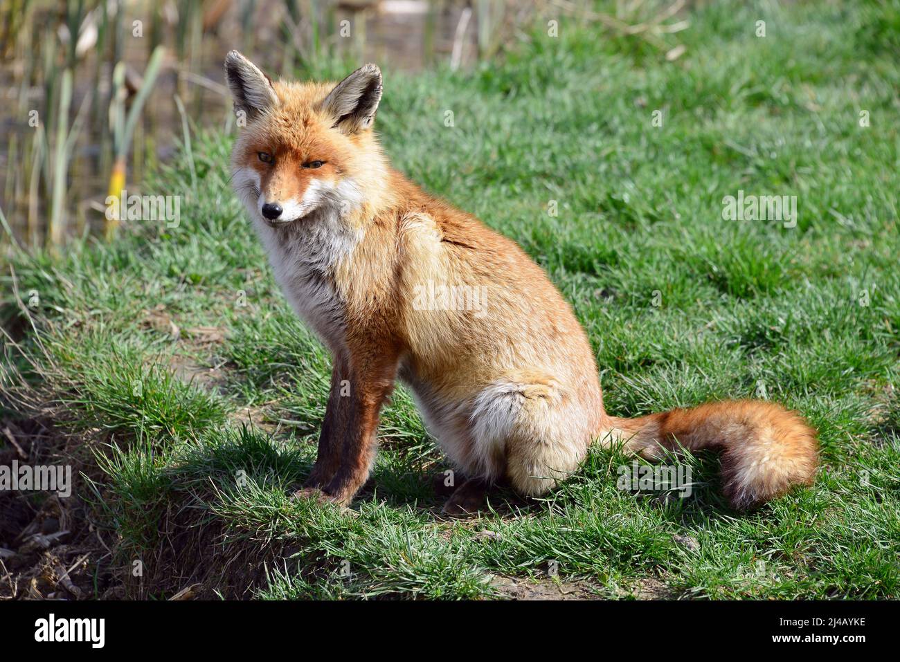 Red fox, Rotfuchs, Vulpes vulpes, vörös róka, Hungary, Magyarország ...