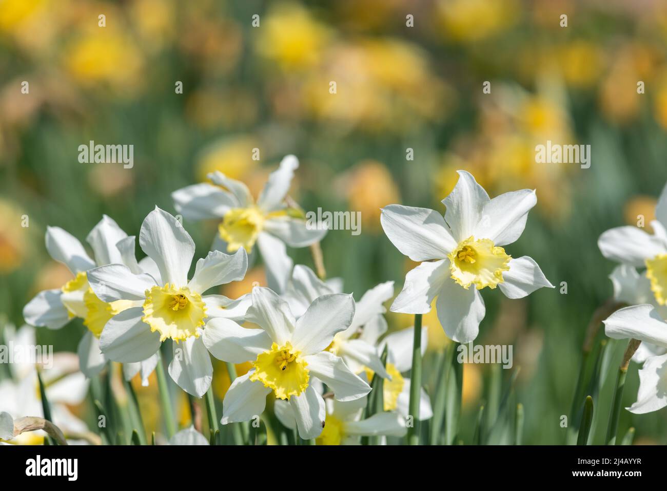 Daffodil (narcissus) flowers in bloom Stock Photo - Alamy