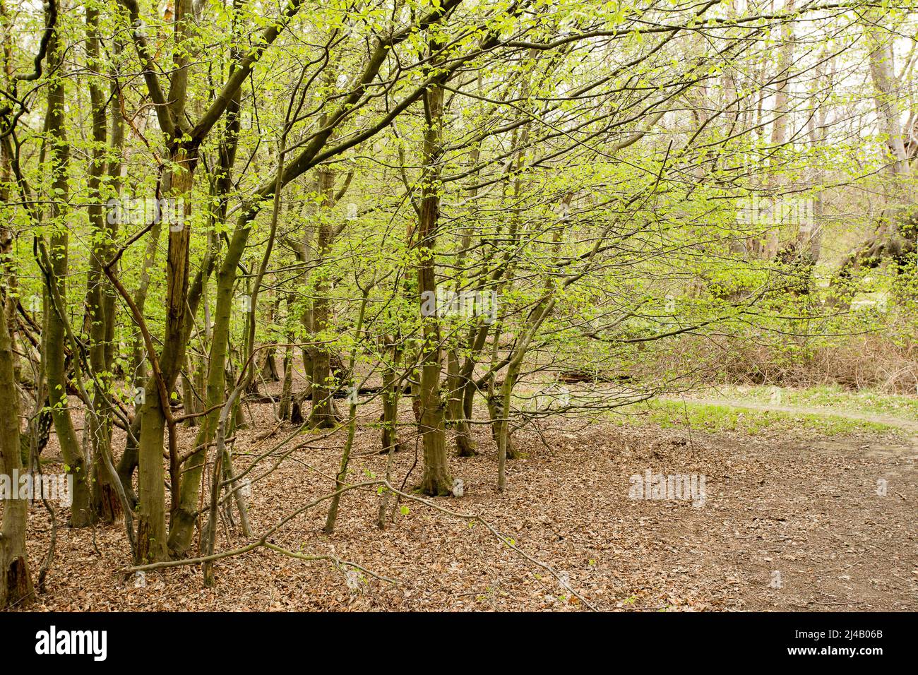 High beach epping hi-res stock photography and images - Alamy