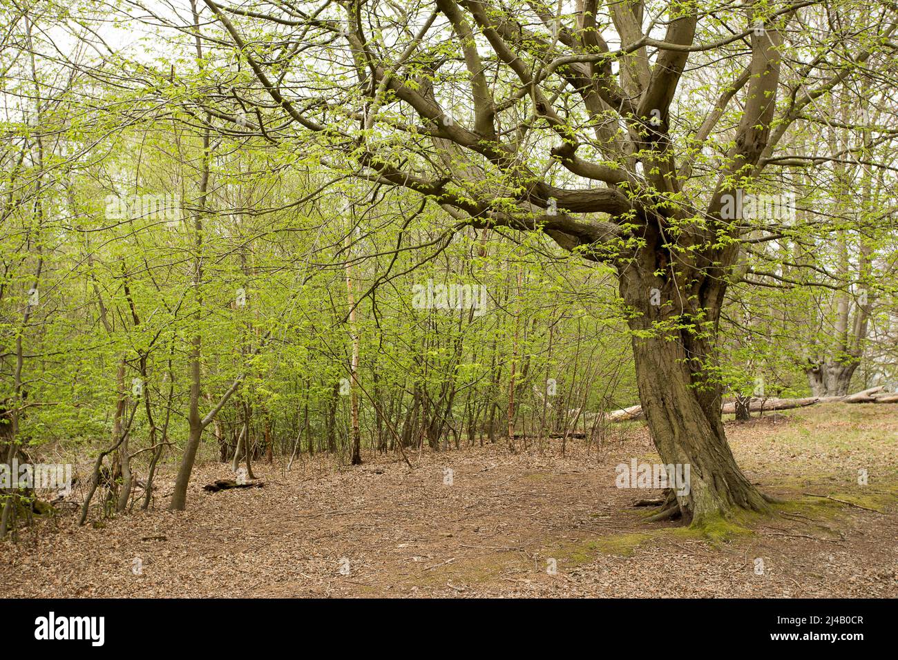 High Beach, Epping Forest Essex, England UK Europe Stock Photo - Alamy