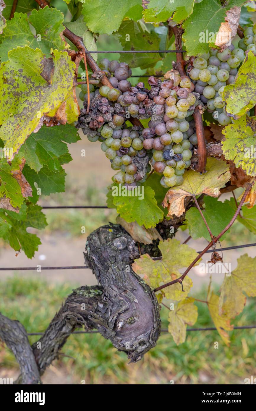 white grapes infested with rot and mold Stock Photo - Alamy