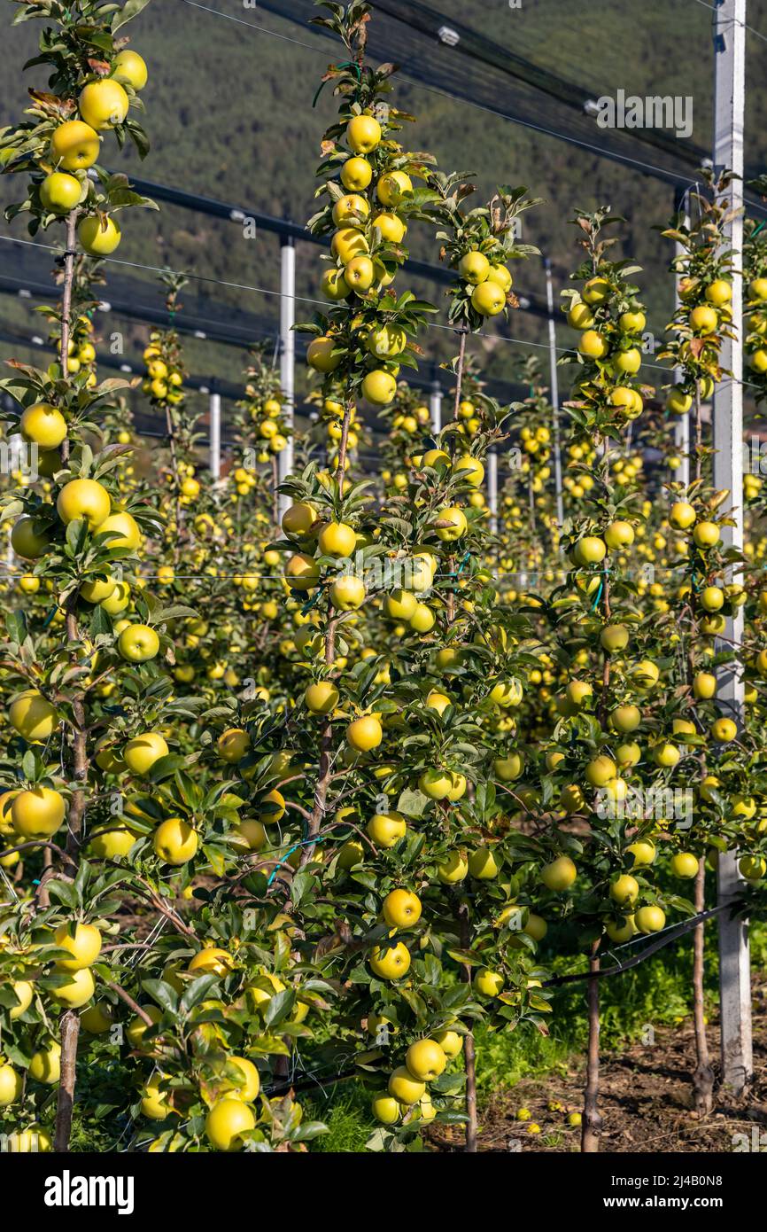 Apple orchard in Aica, South Tyrol, Italy Stock Photo - Alamy