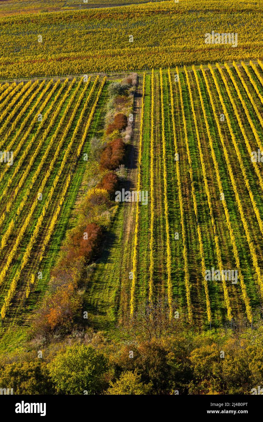 Vineyards under Palava, Southern Moravia, Czech Republic Stock Photo ...