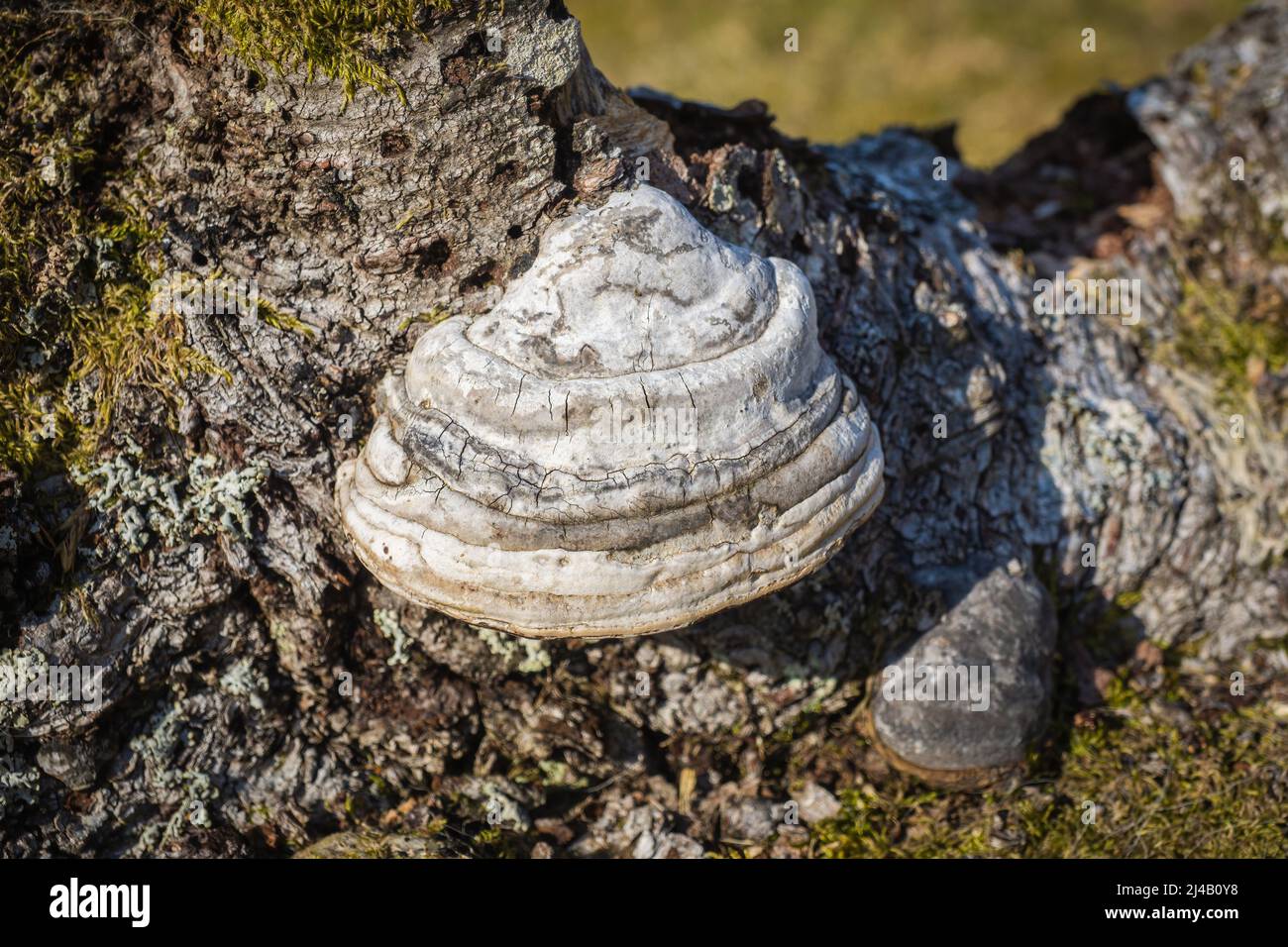 Kingdom fungai hi-res stock photography and images - Alamy