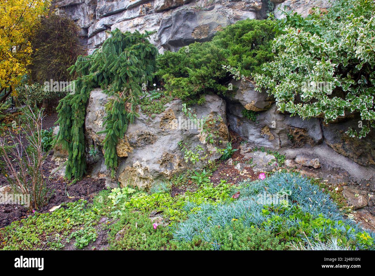 Beauty of nature - weeping form of spruce and other plants on rocks in ...