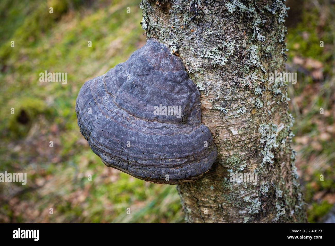 Kingdom fungai hi-res stock photography and images - Alamy