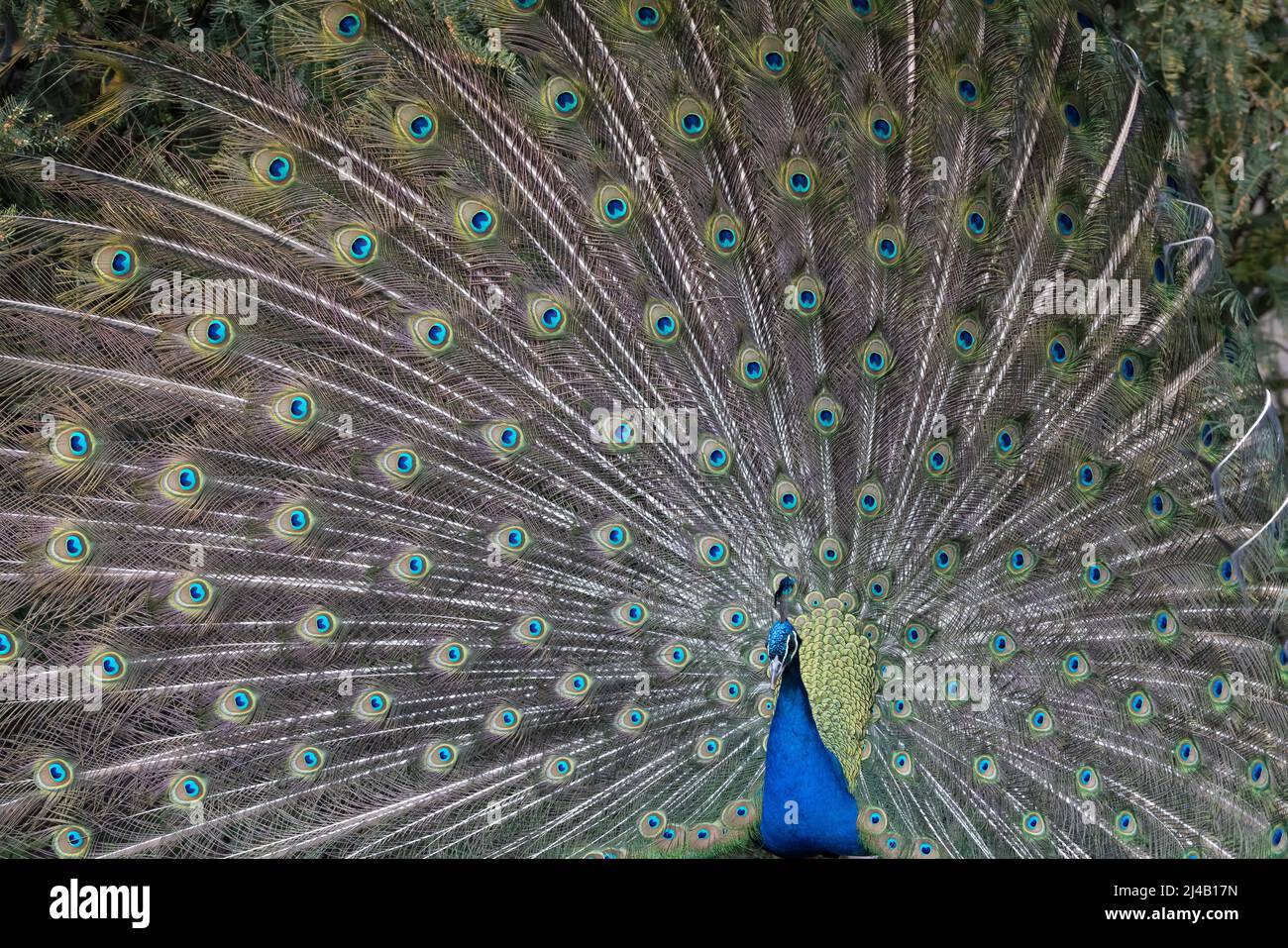 Peacock dancing open feathers hi-res stock photography and images - Alamy