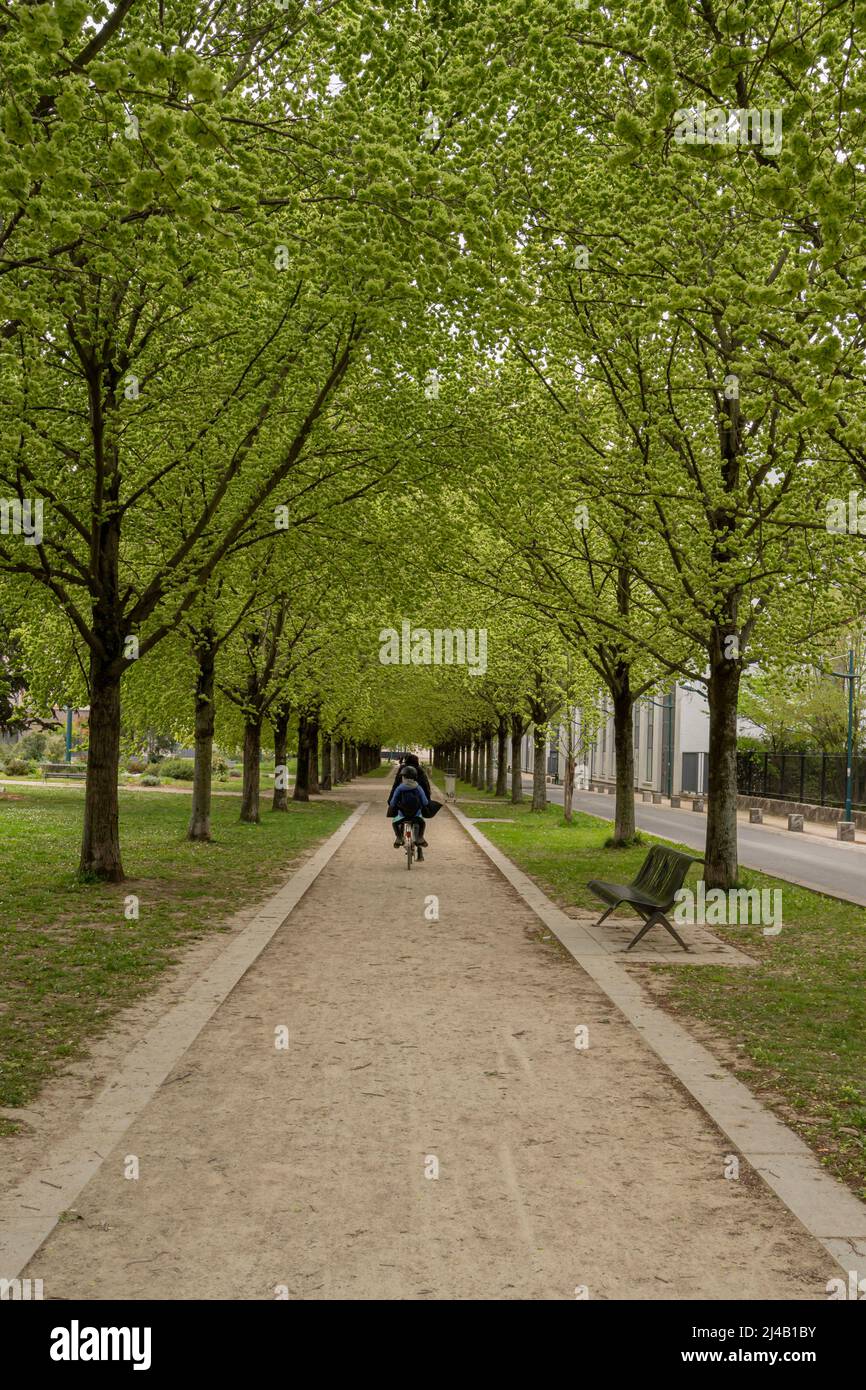 View of alignment of green trees along a path with a cyclist woman with ...