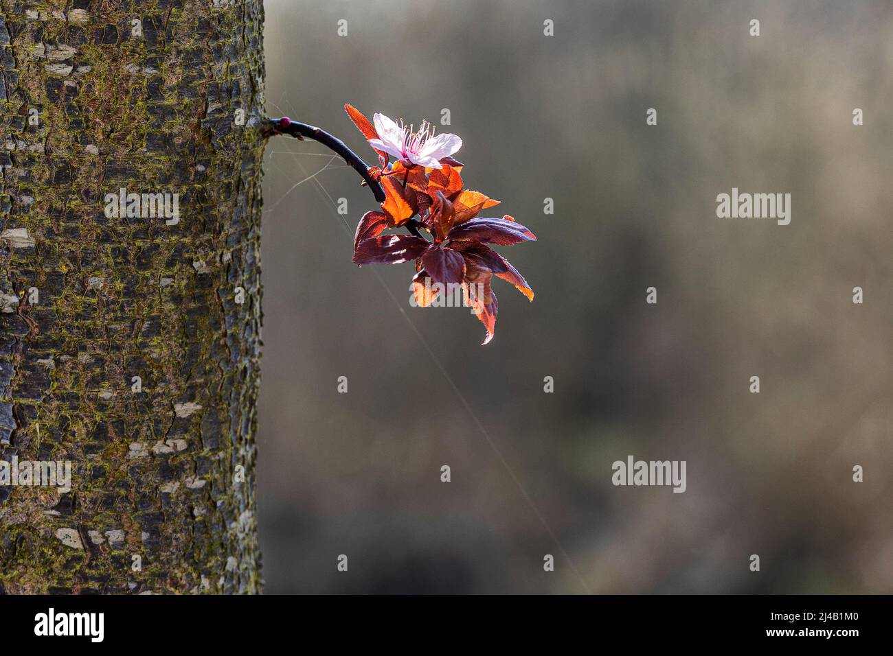 Flower shoot hi-res stock photography and images - Alamy