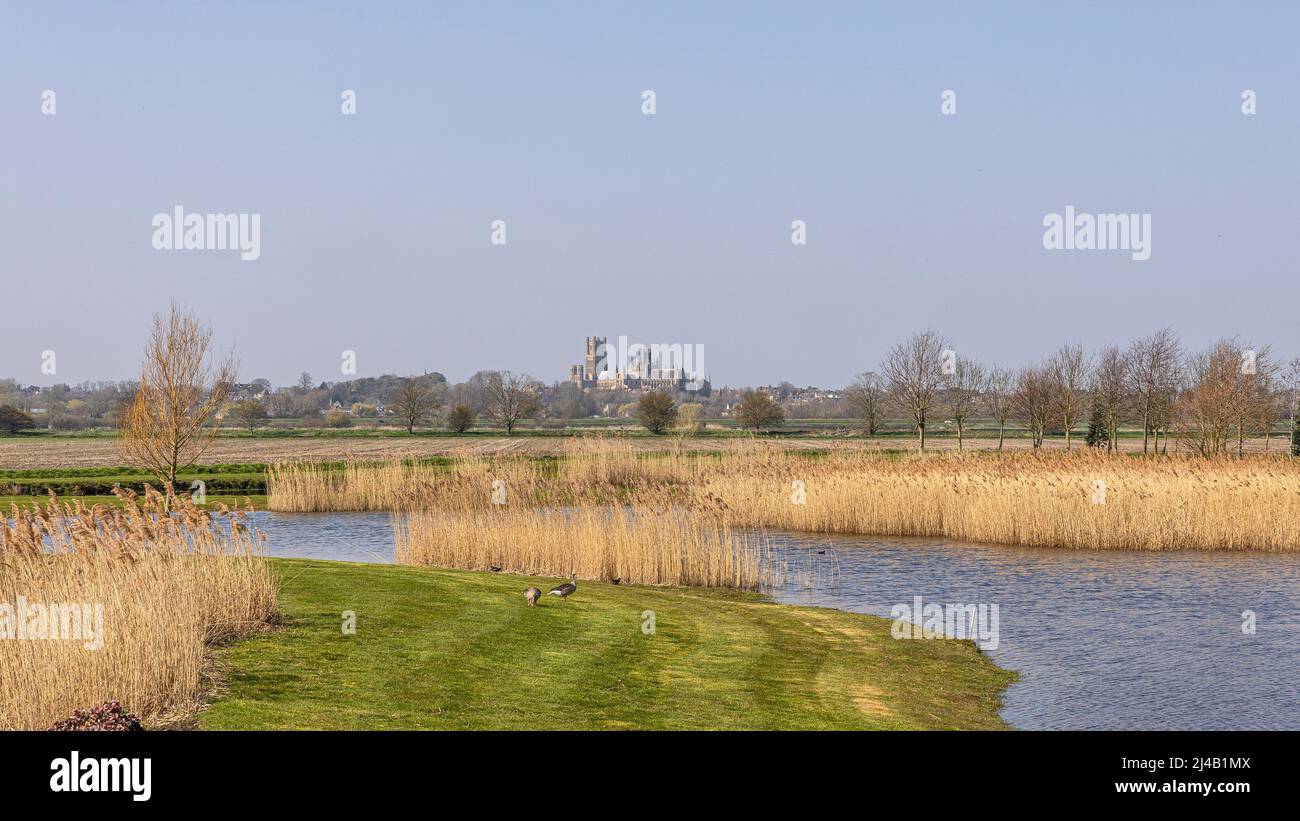 Animals of the ely kingdom hi-res stock photography and images - Alamy