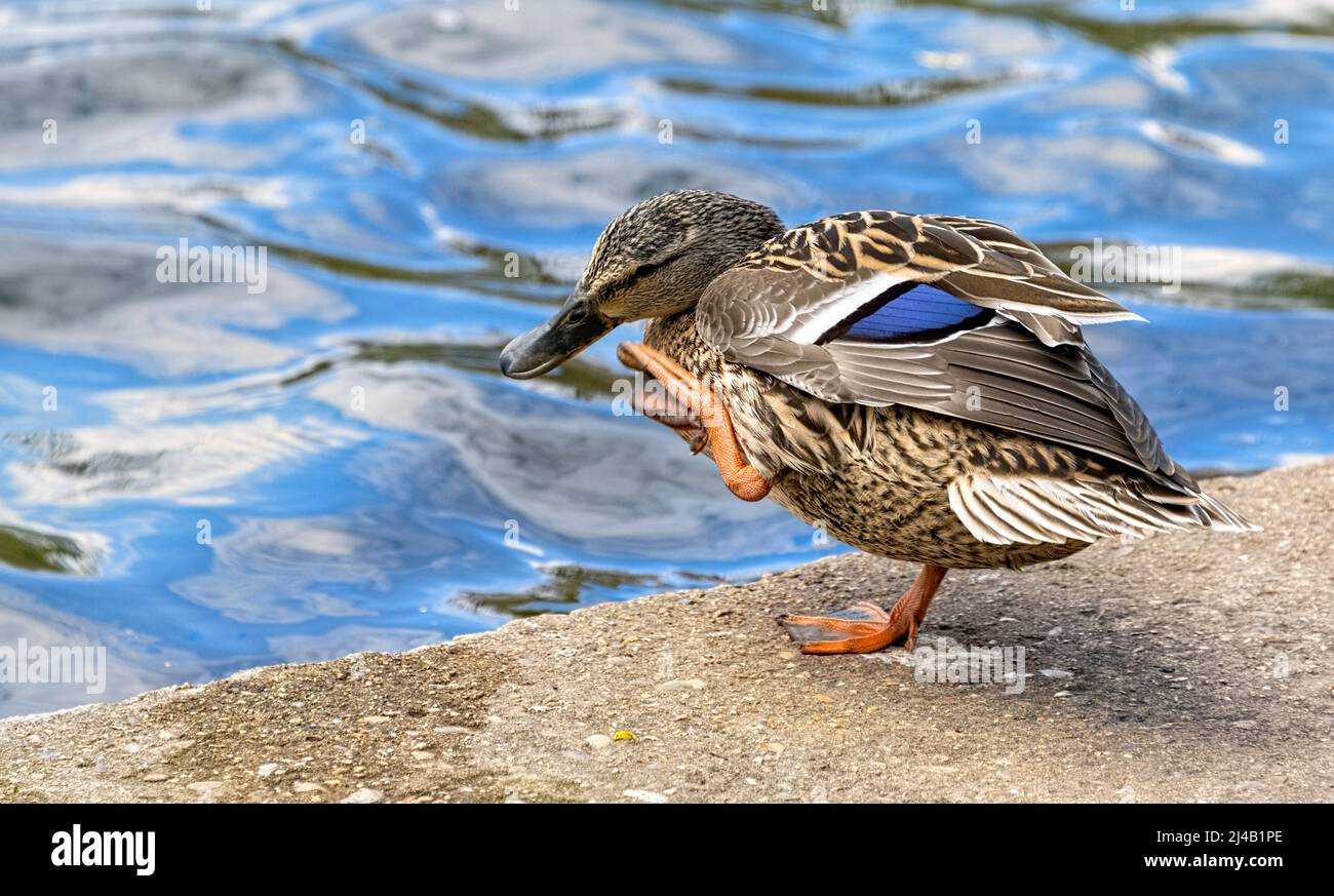 Female mallard duck scratching hi-res stock photography and images - Alamy