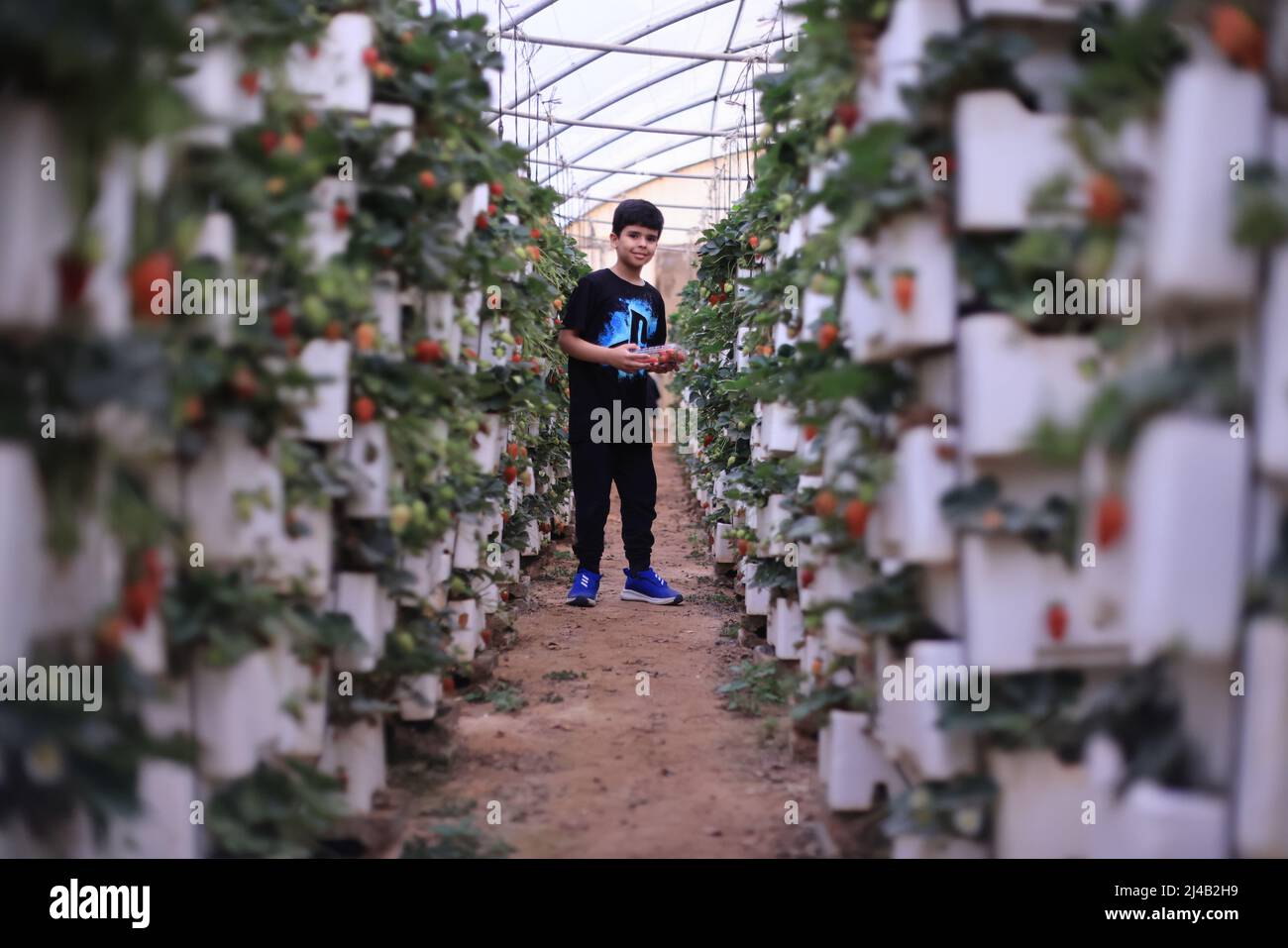 Riyadh, Saudi Arabia. 13th Apr, 2022. A boy picks strawberries during ...