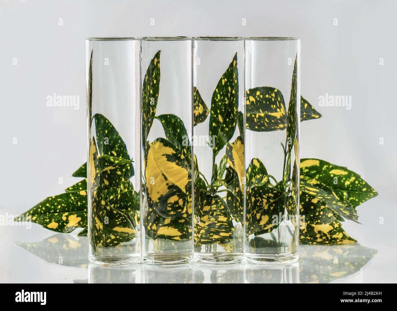 Laurel leaves refracted by water in glass vase. Science, art Stock ...