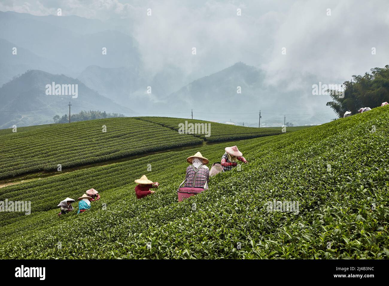 Gathering tea leaves by hand in the Alishan mountain, Taiwan. Here are ...