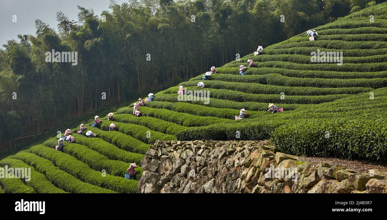 Gathering tea leaves by hand in the Alishan mountain, Taiwan. Here are ...