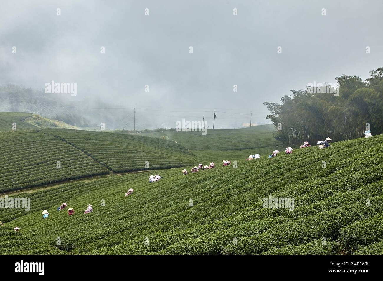 Gathering tea leaves by hand in the Alishan mountain, Taiwan. Here are ...