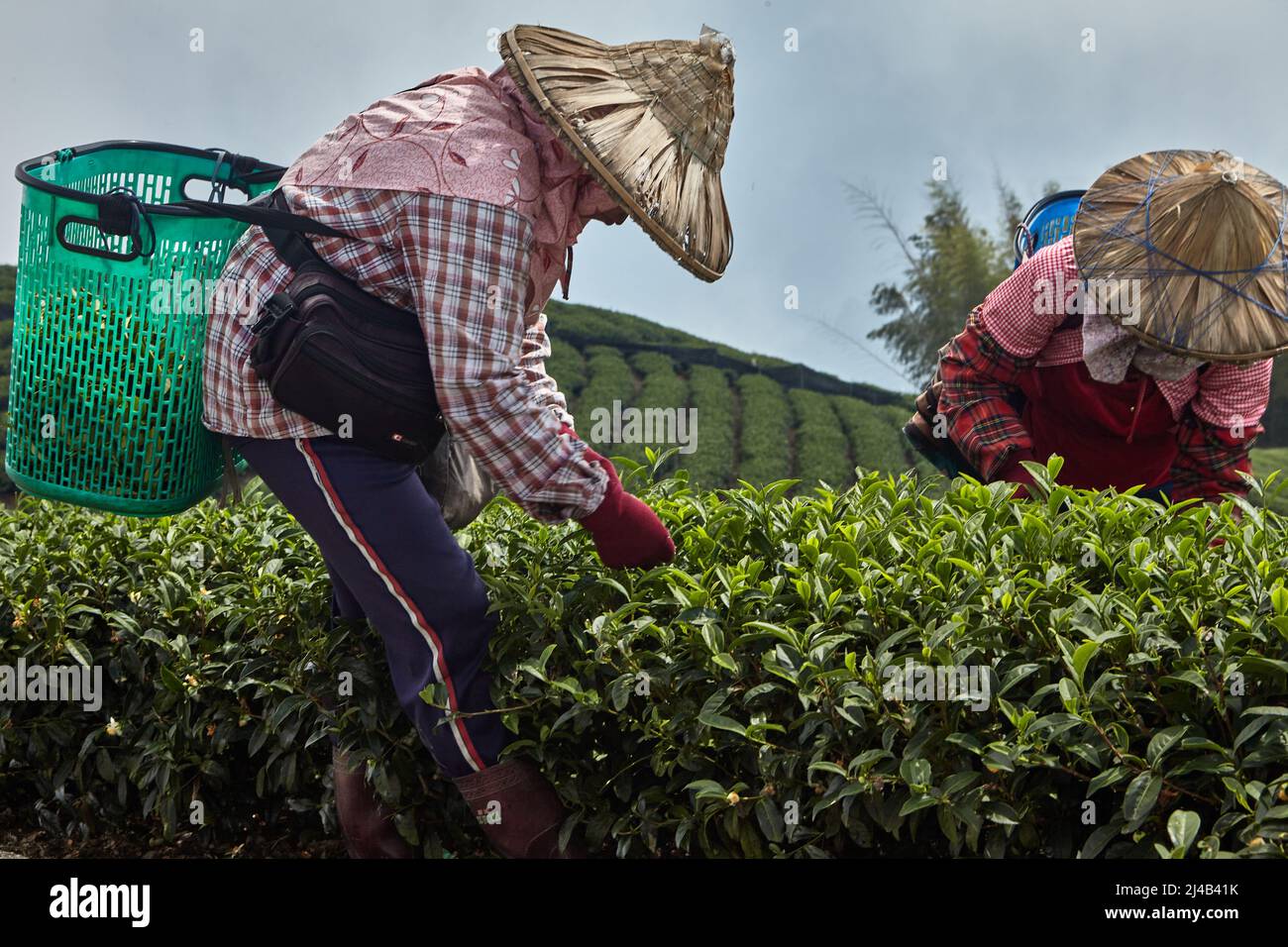 Hand picked leaves hi-res stock photography and images - Alamy